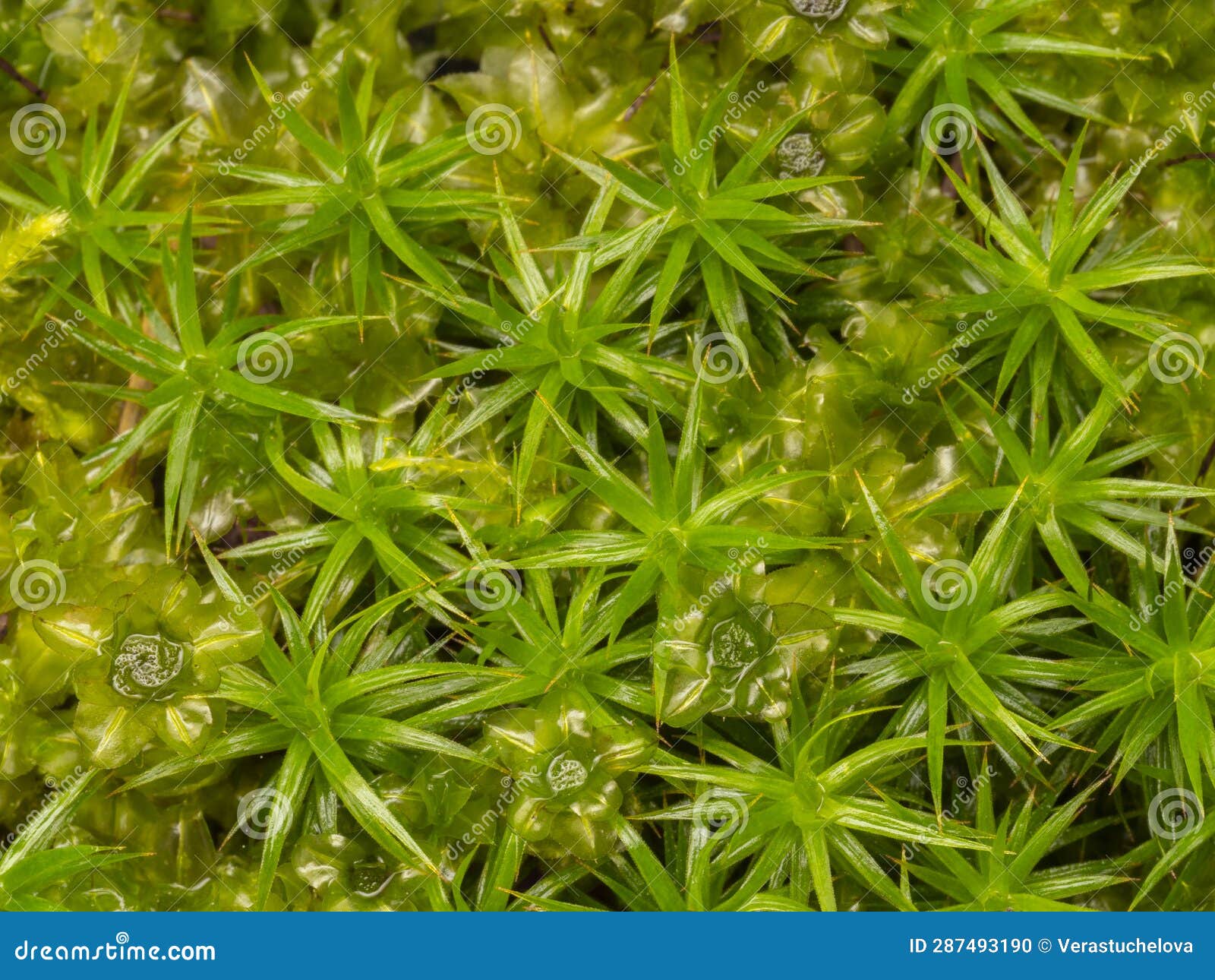 Plagiomnium Affine, Species of Thyme-moss and Polytrichum Moss Stock ... Plagiomnium Affine, Species of Thyme-moss and Polytrichum Moss Stock ...