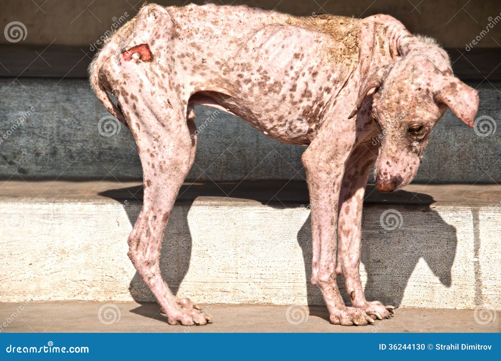 Plague dog stock photo. Image of sick, poor, trash, mange - 36244130