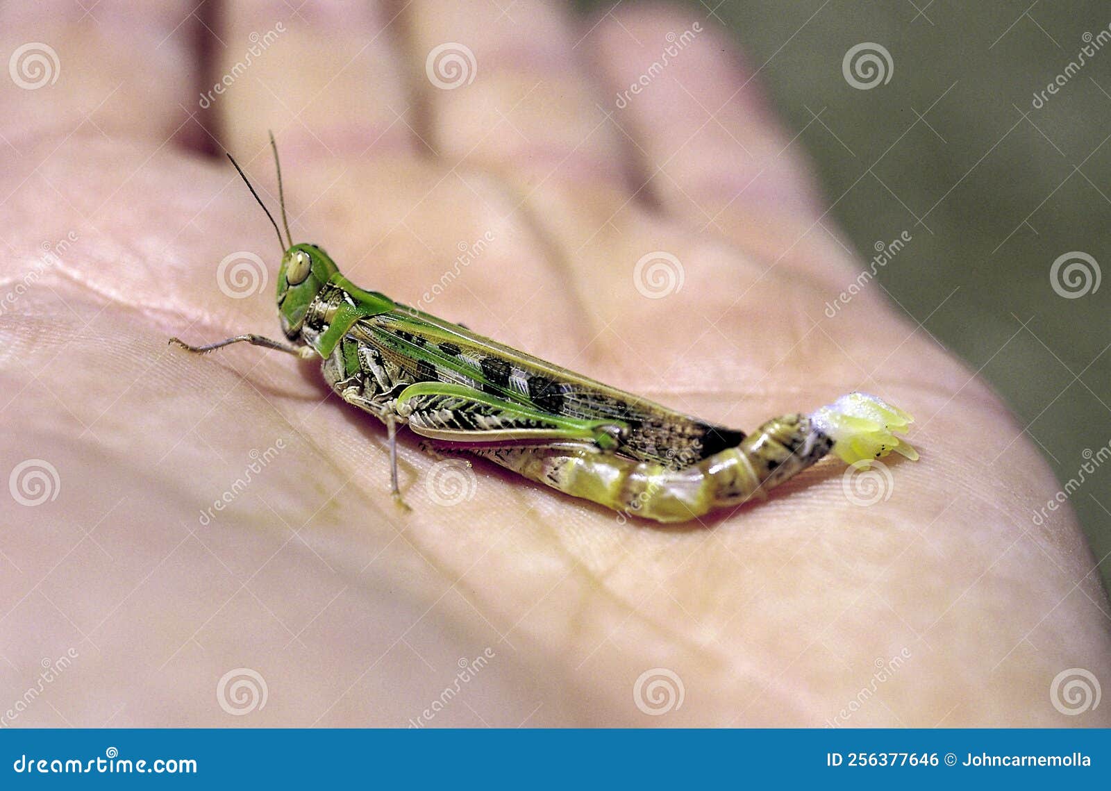 A Plague Locust Continues To Lay Eggs. Royalty-Free Stock Image ... A Plague Locust Continues To Lay Eggs. Royalty-Free Stock Image ...