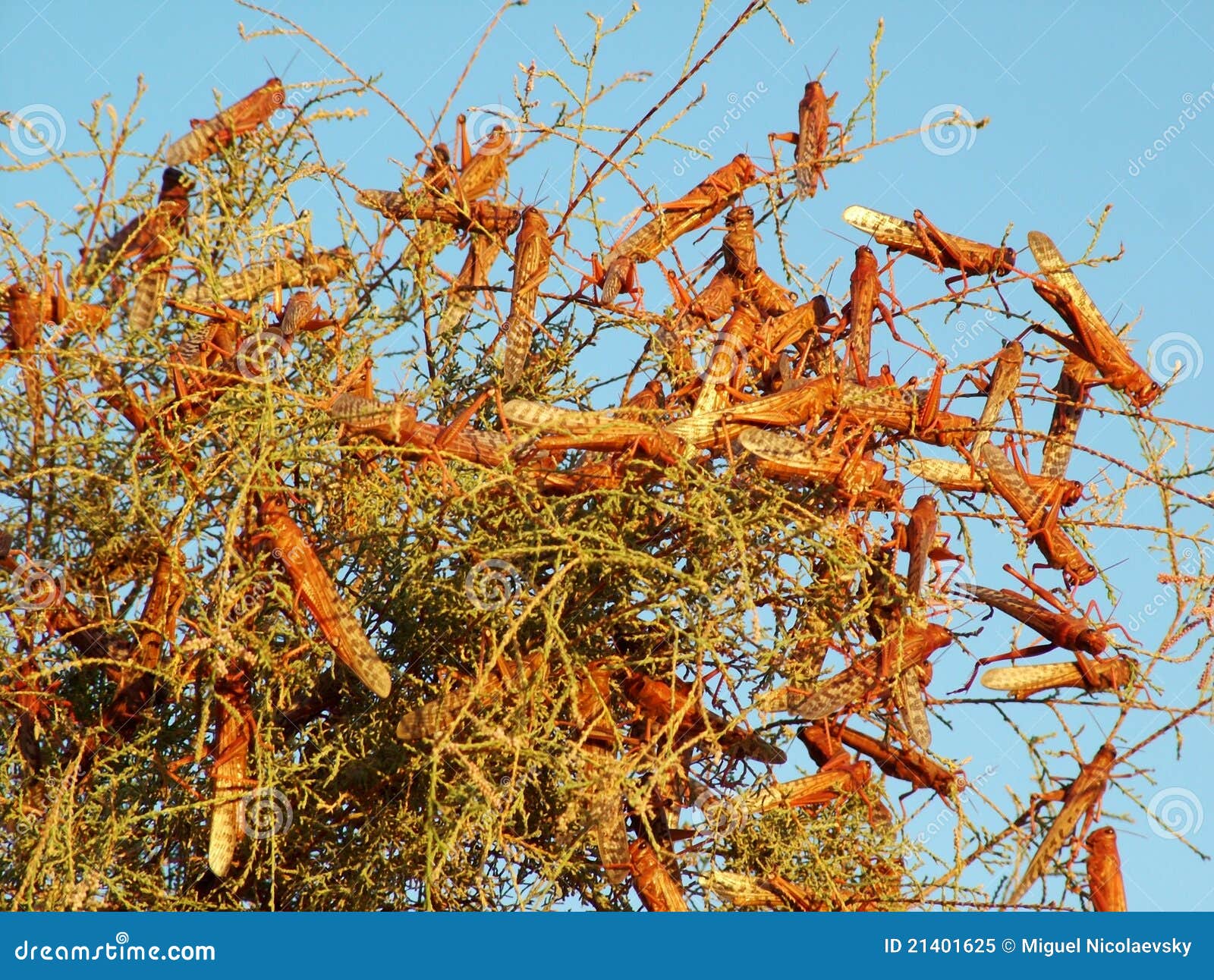 Plague of Locusts in the Holy Land Stock Image - Image of tree ...
