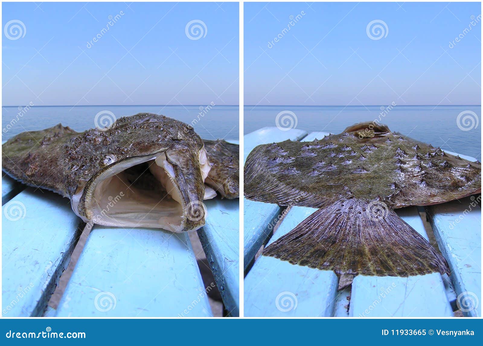 Plaice stock image. Image of looking, fish, detail, leisure - 11933665