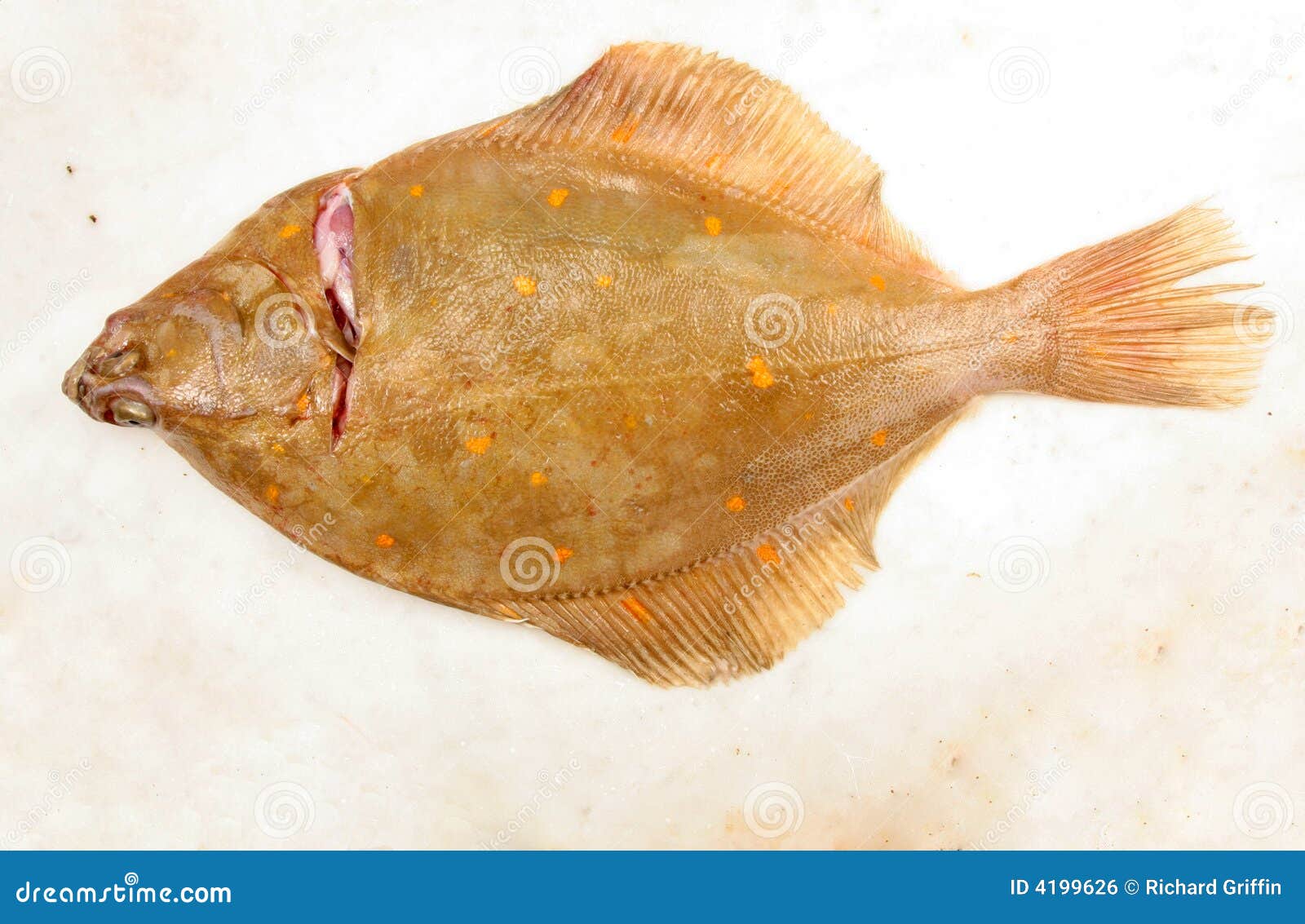 Plaice stock photo. Image of tail, spot, seafood, gill - 4199626