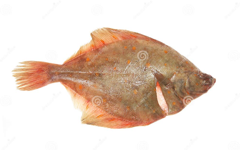 Plaice stock image. Image of plaice, plump, gill, spot - 6068057