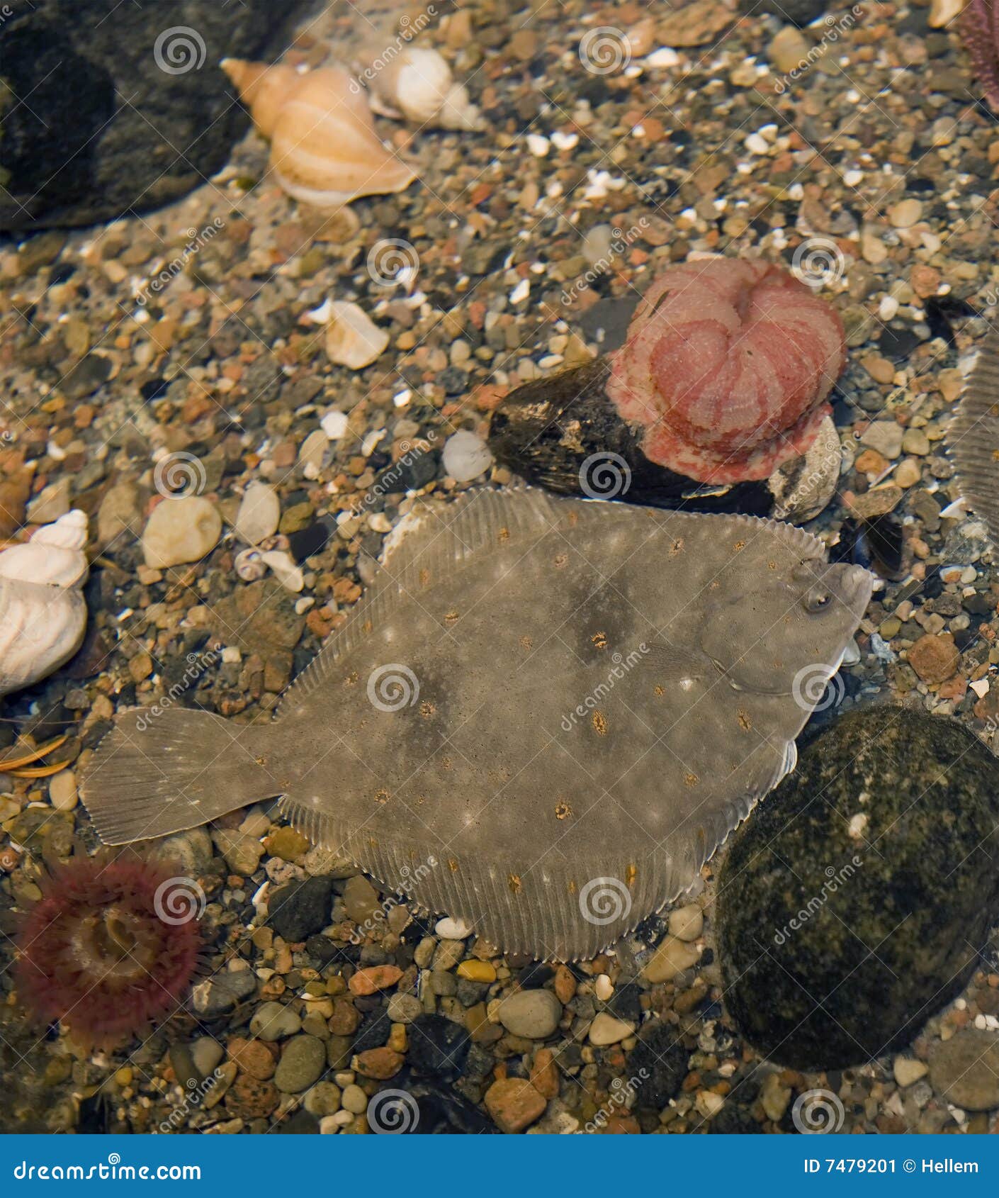Plaice stock image. Image of wild, food, head, gill, fish - 7479201