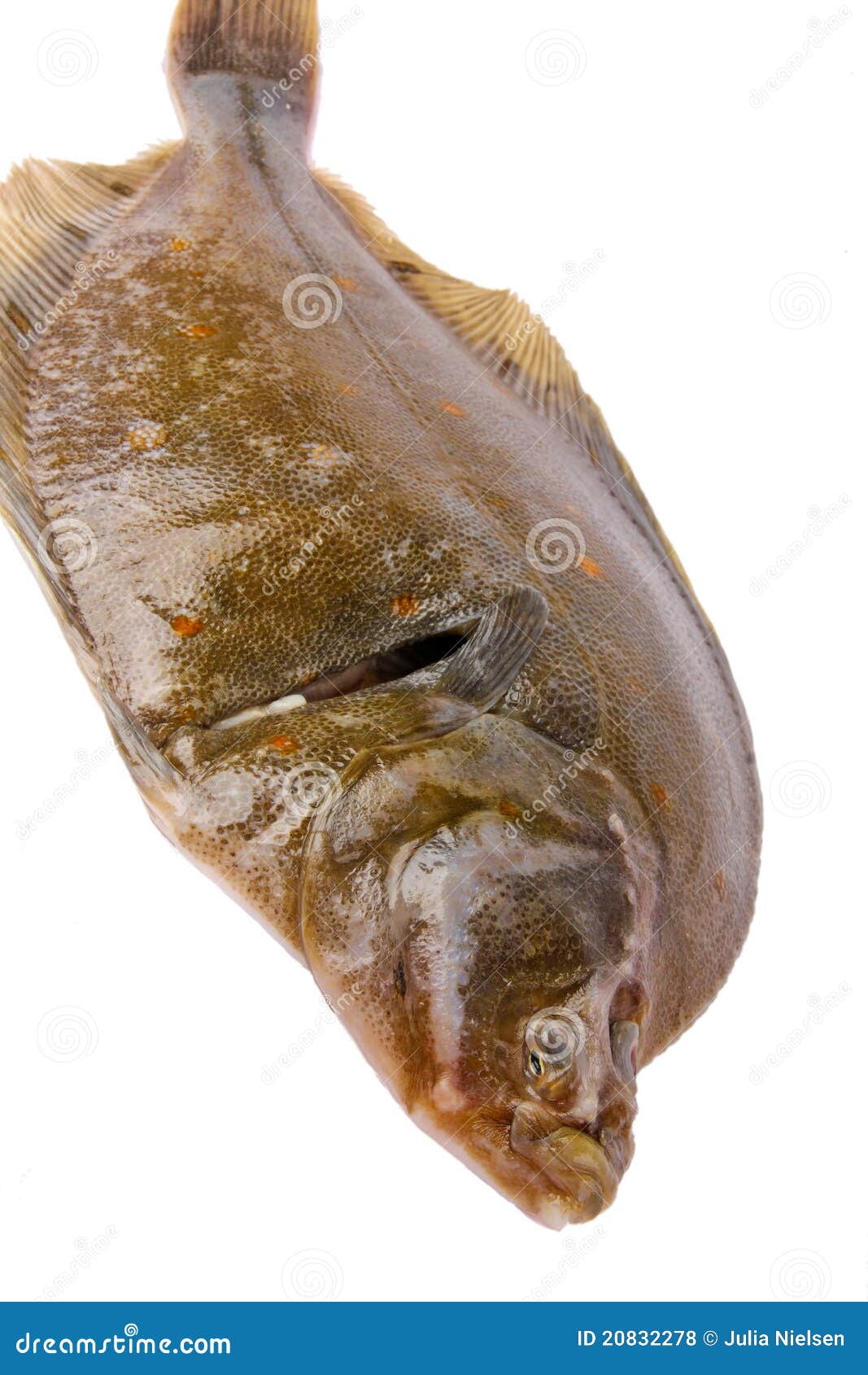 Plaice fish stock photo. Image of healthy, flatfish, angling - 20832278