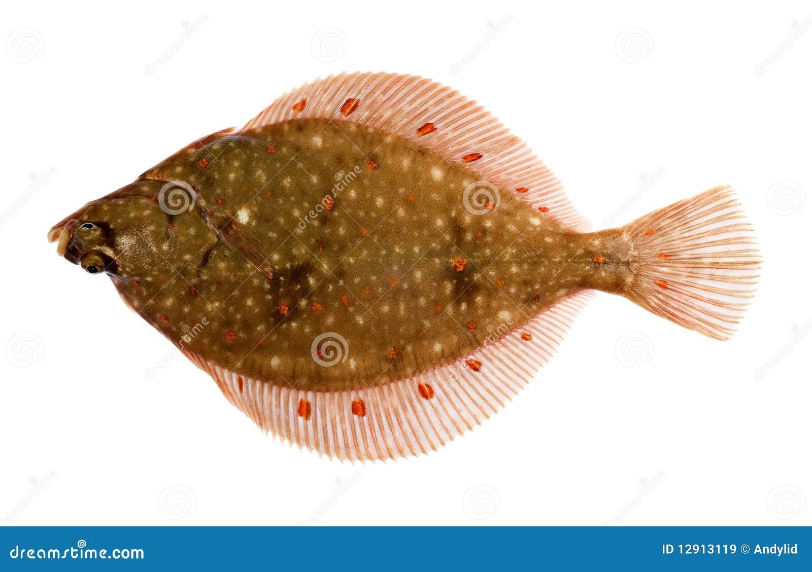 Plaice Fish stock image. Image of plaice, animal, fish - 12913119