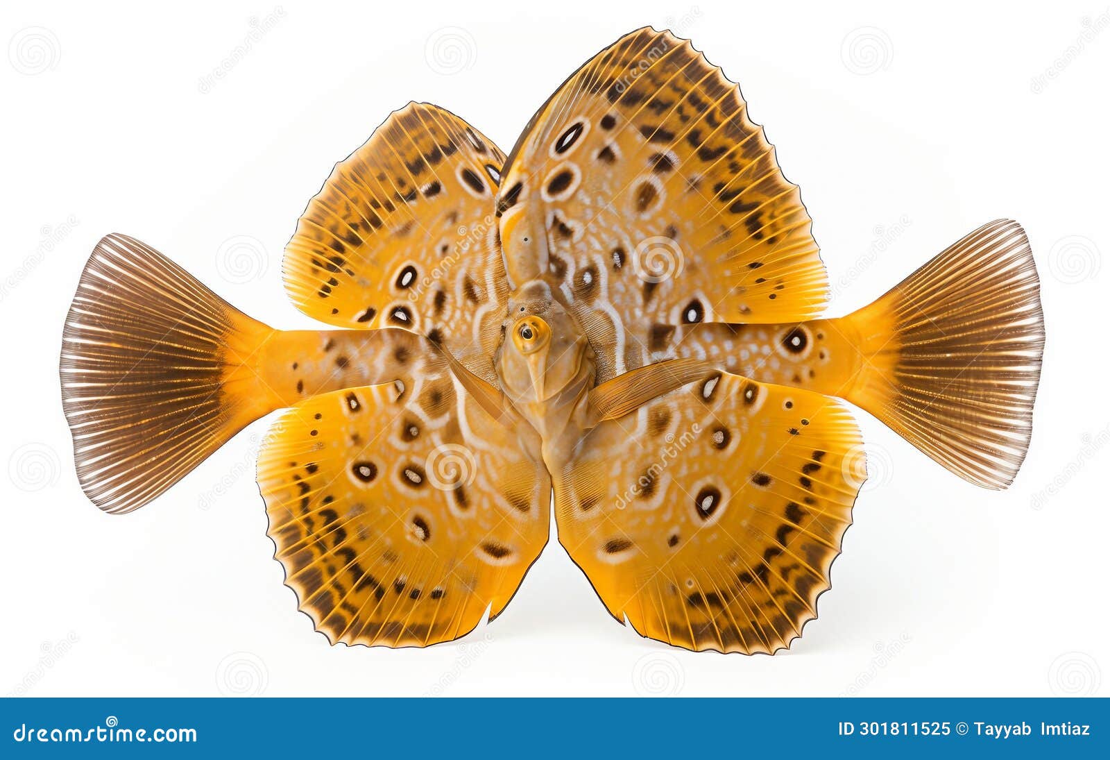 Plaice Fish Isolated on White Background, Stock Illustration ...