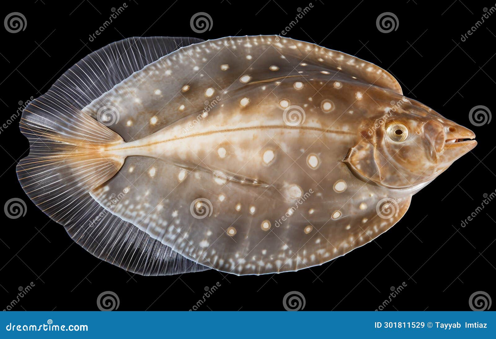 Plaice Fish Isolated on White Background. Stock Illustration ...