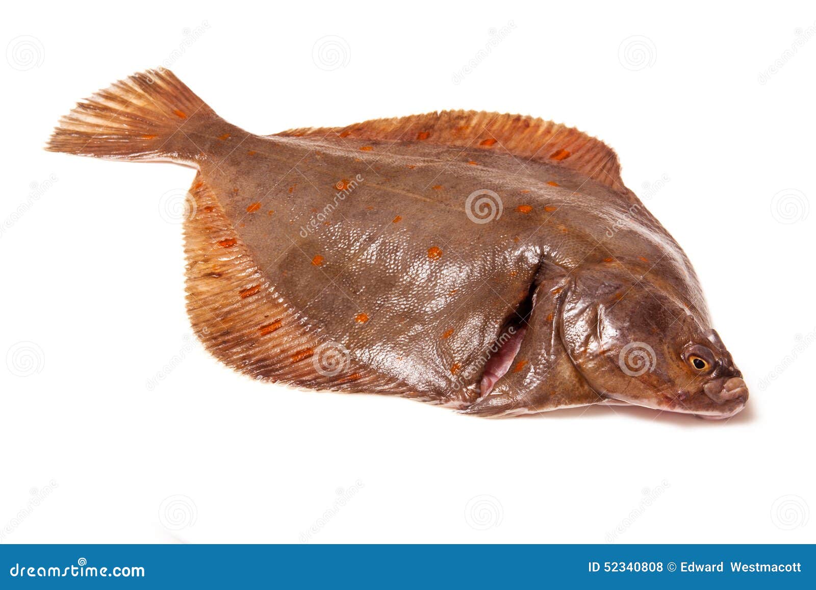 Plaice Fish Isolated on a White Studio Background. Stock Photo - Image ...