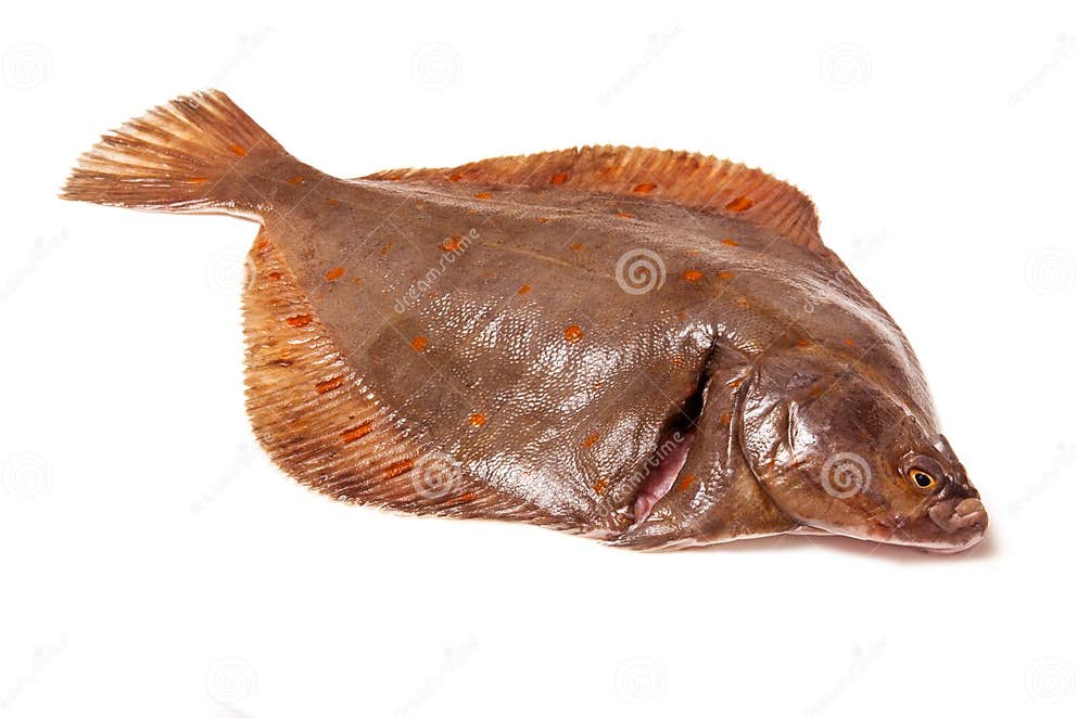Plaice Fish Isolated on a White Studio Background. Stock Photo - Image ...