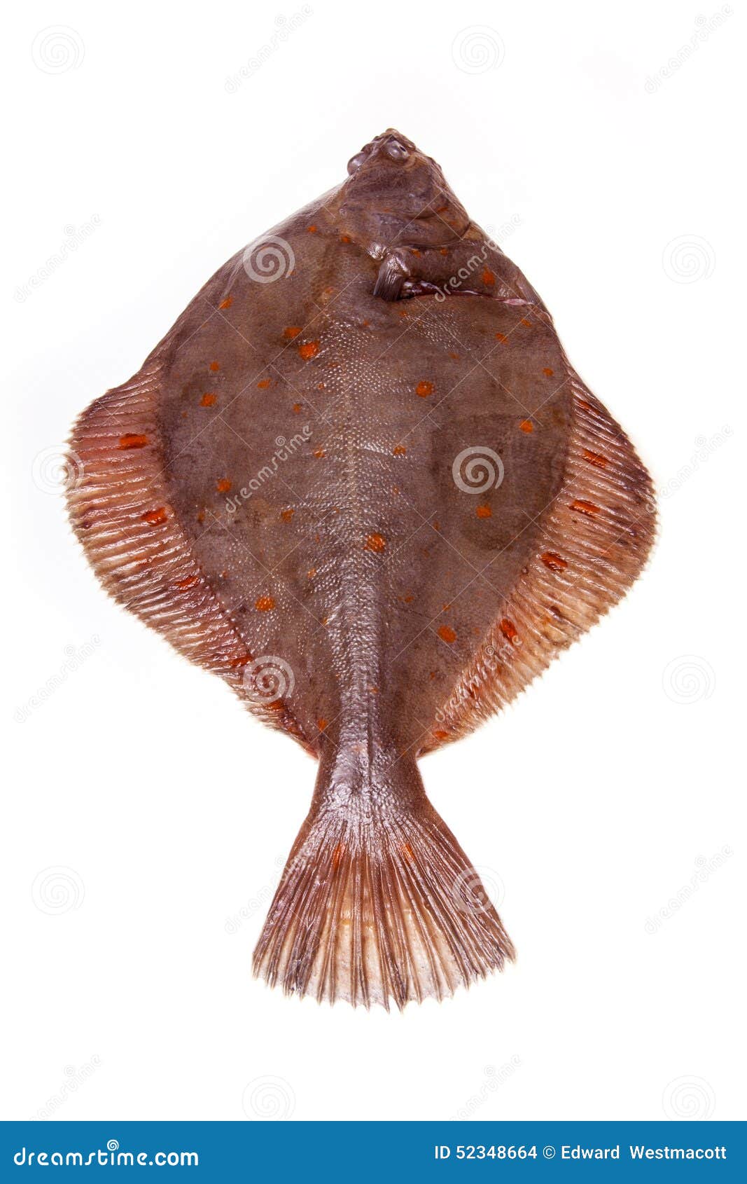 Plaice Fish Isolated on a White Studio Background. Stock Photo - Image ...