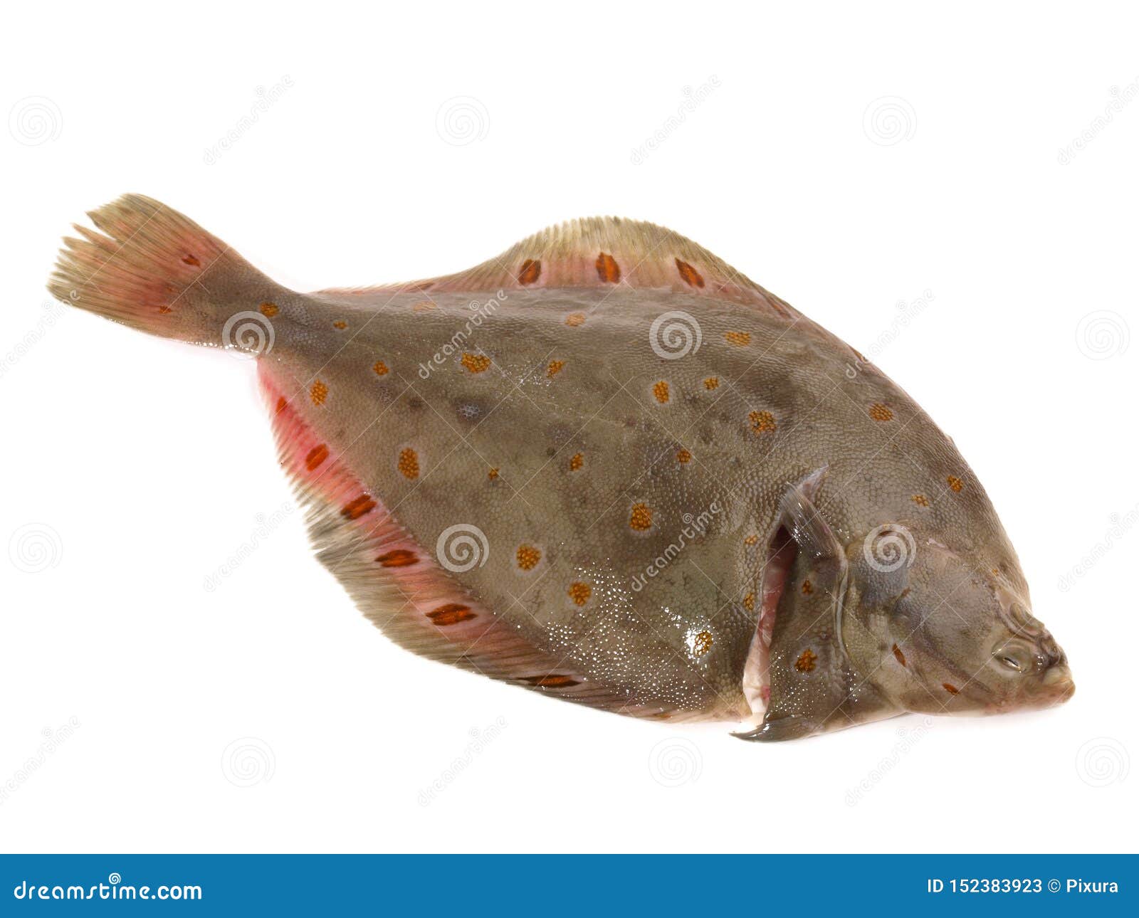 Plaice Fish on White stock image. Image of isolated - 152383923