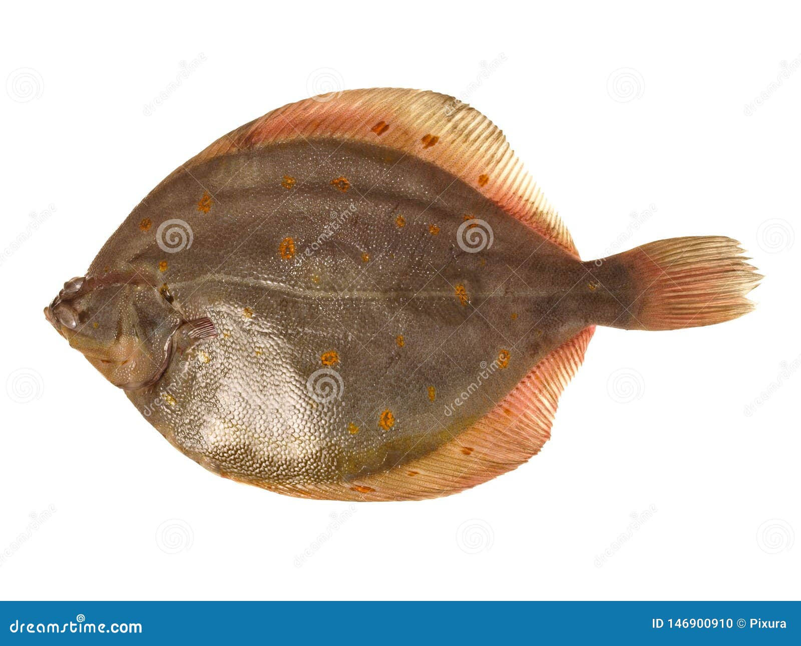 Plaice Fish on White stock photo. Image of closeup, close - 146900910