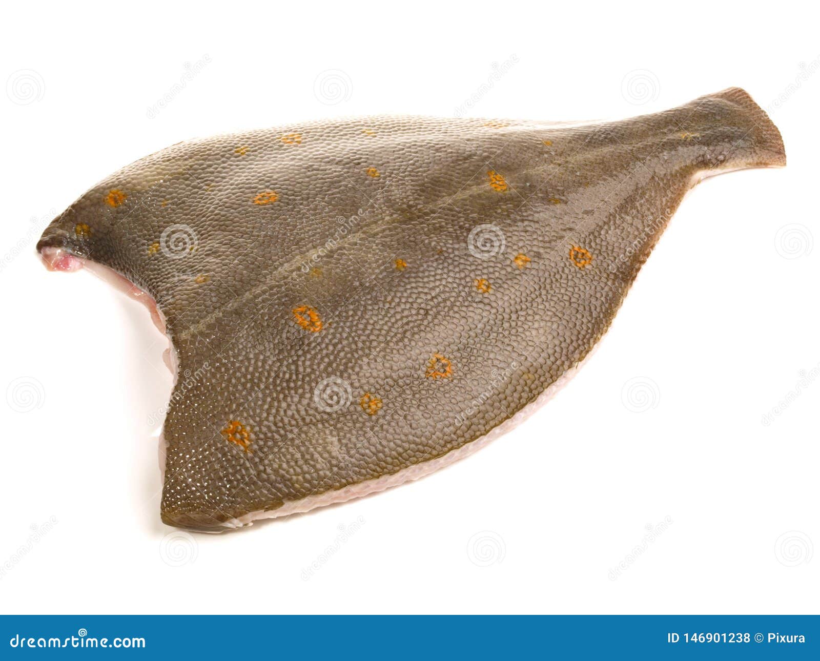 Plaice Fish on White stock photo. Image of cooking, omega3 - 146901238