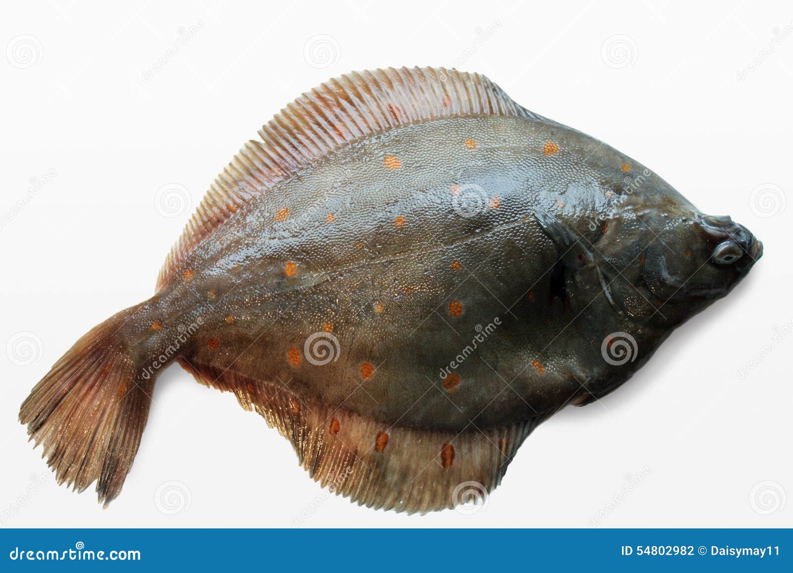Plaice stock photo. Image of chips, fisherman, scales - 54802982