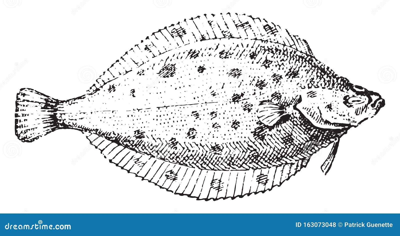 Plaice, vintage engraving stock vector. Illustration of animal - 163073048