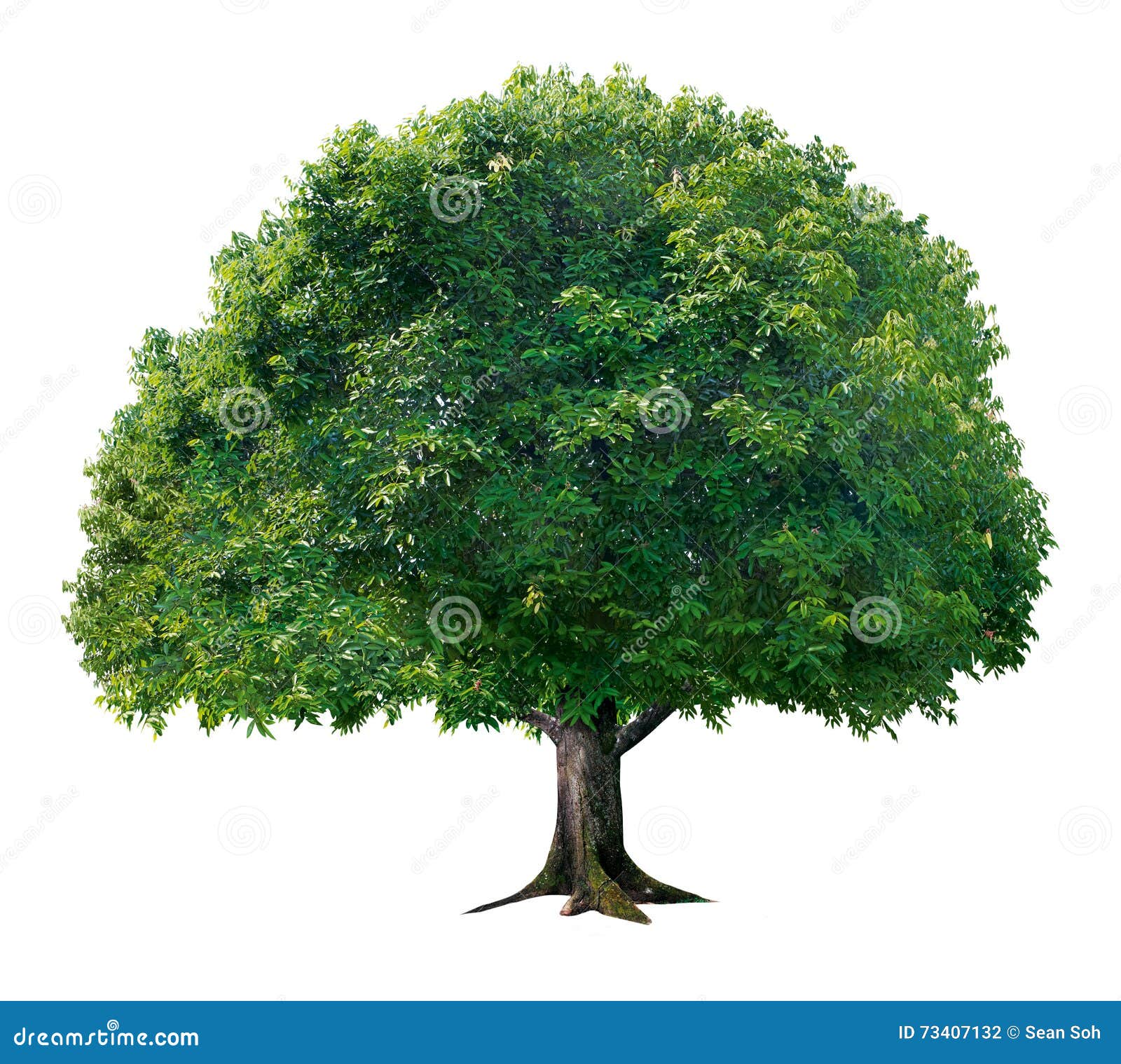 Plain Apple Tree stock photo. Image of fruit, nature - 73407132