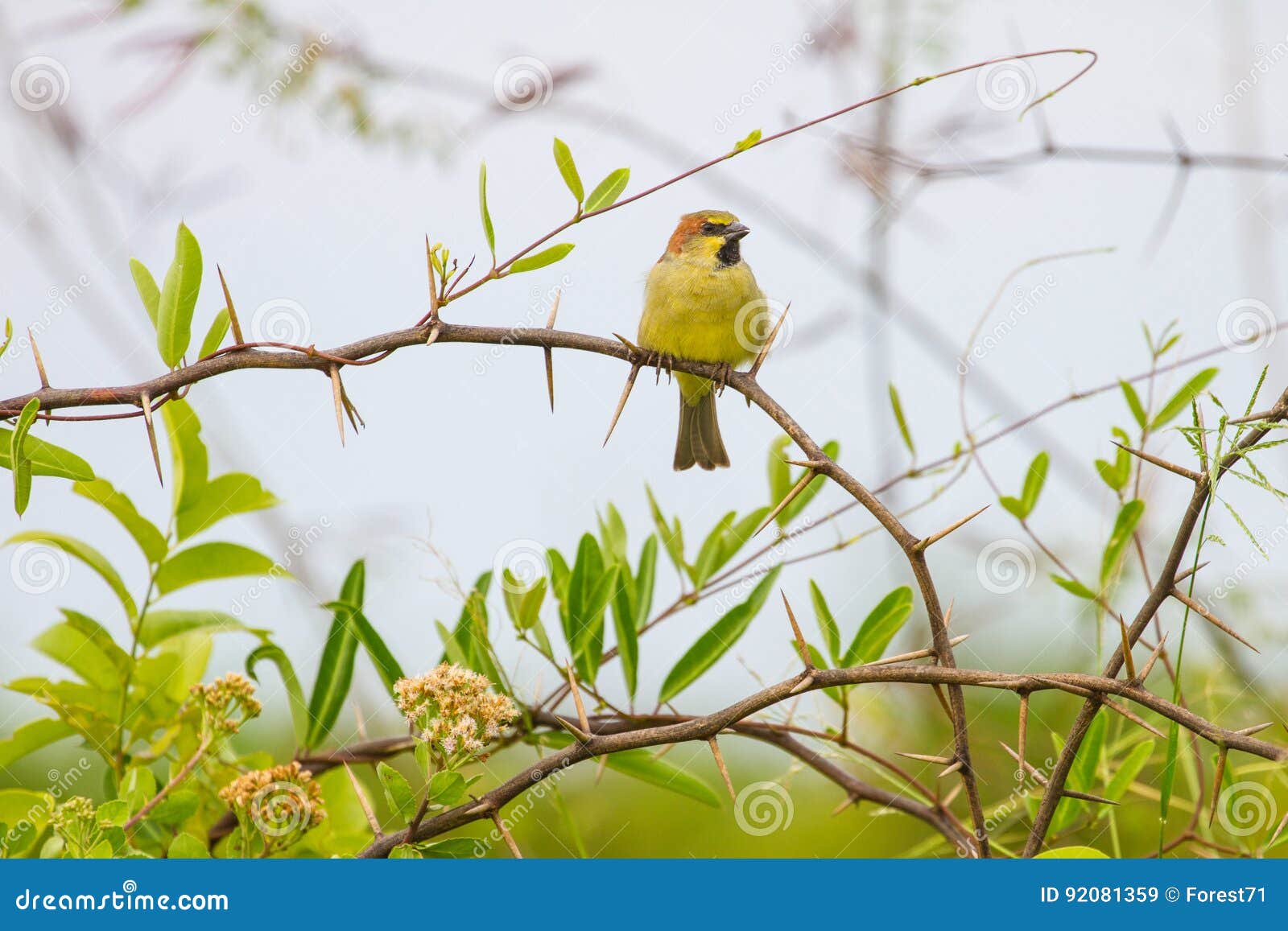 Plain Backed Sparrow Standing on Branch Stock Image - Image of ...