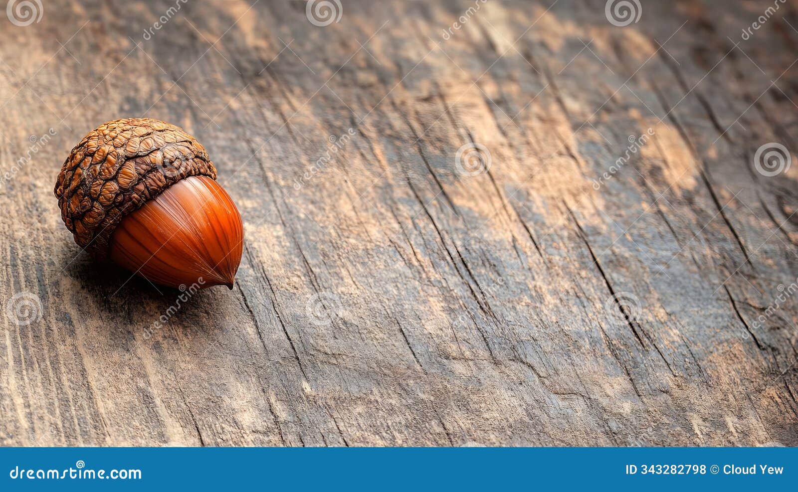 Plain Background with a Small Acorn and Space for a Message. Stock ...