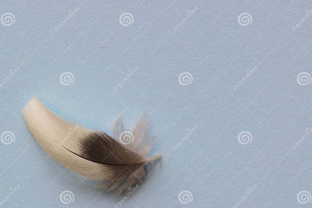 Plain Blue Background with a Single Feather. Stock Image - Image of ...
