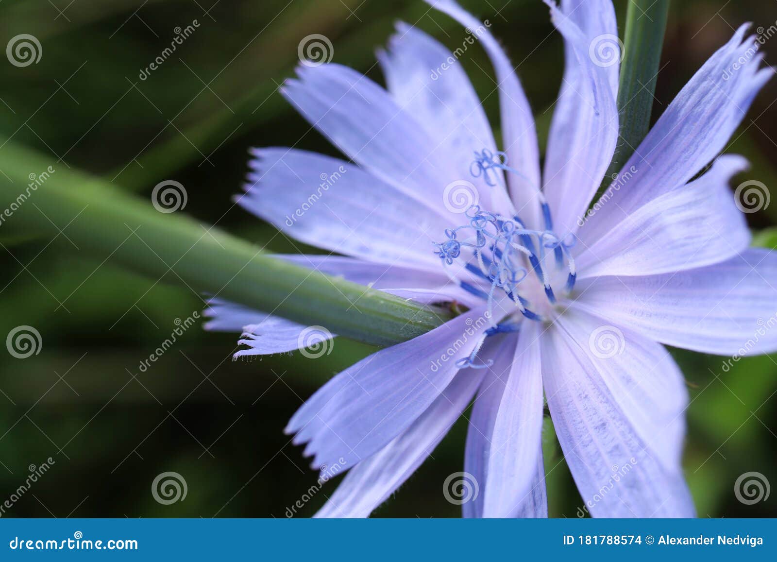 Plain Blue Flower on the Stem. Stock Photo - Image of botanical, spring ...