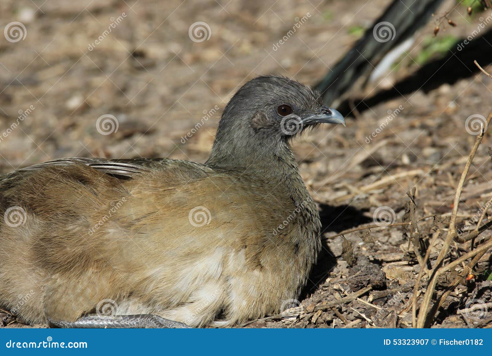 Plain Chachalaca (Ortalis Vetula) Stock Image - Image of avian, park ...