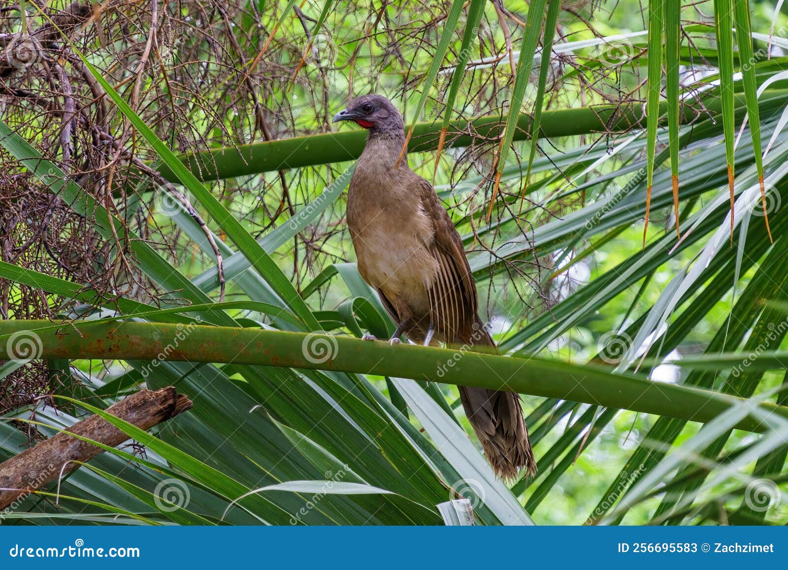 Plain Chachalaca (with Red Throat Patch for Breeding Season) Perched in ...