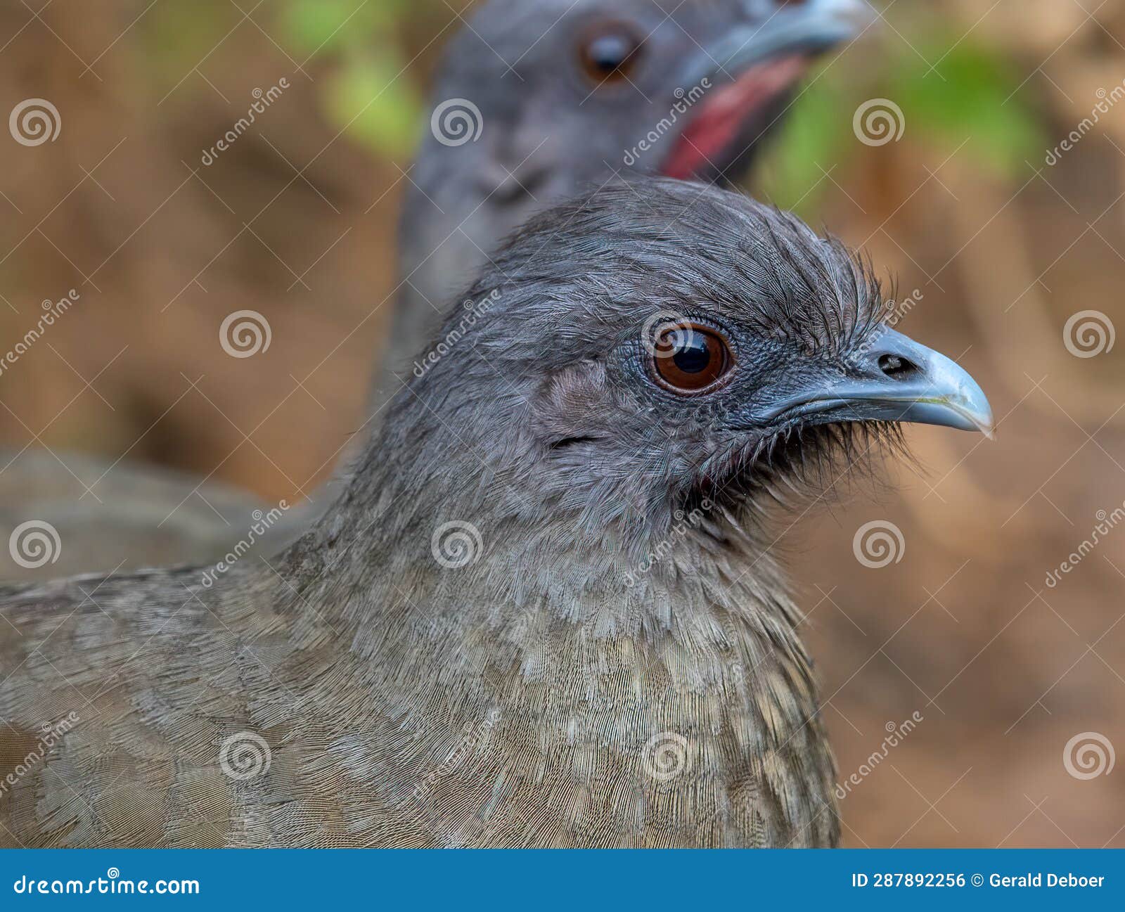 Plain Chachalaca in Texas Thicket Stock Photo - Image of environment ...