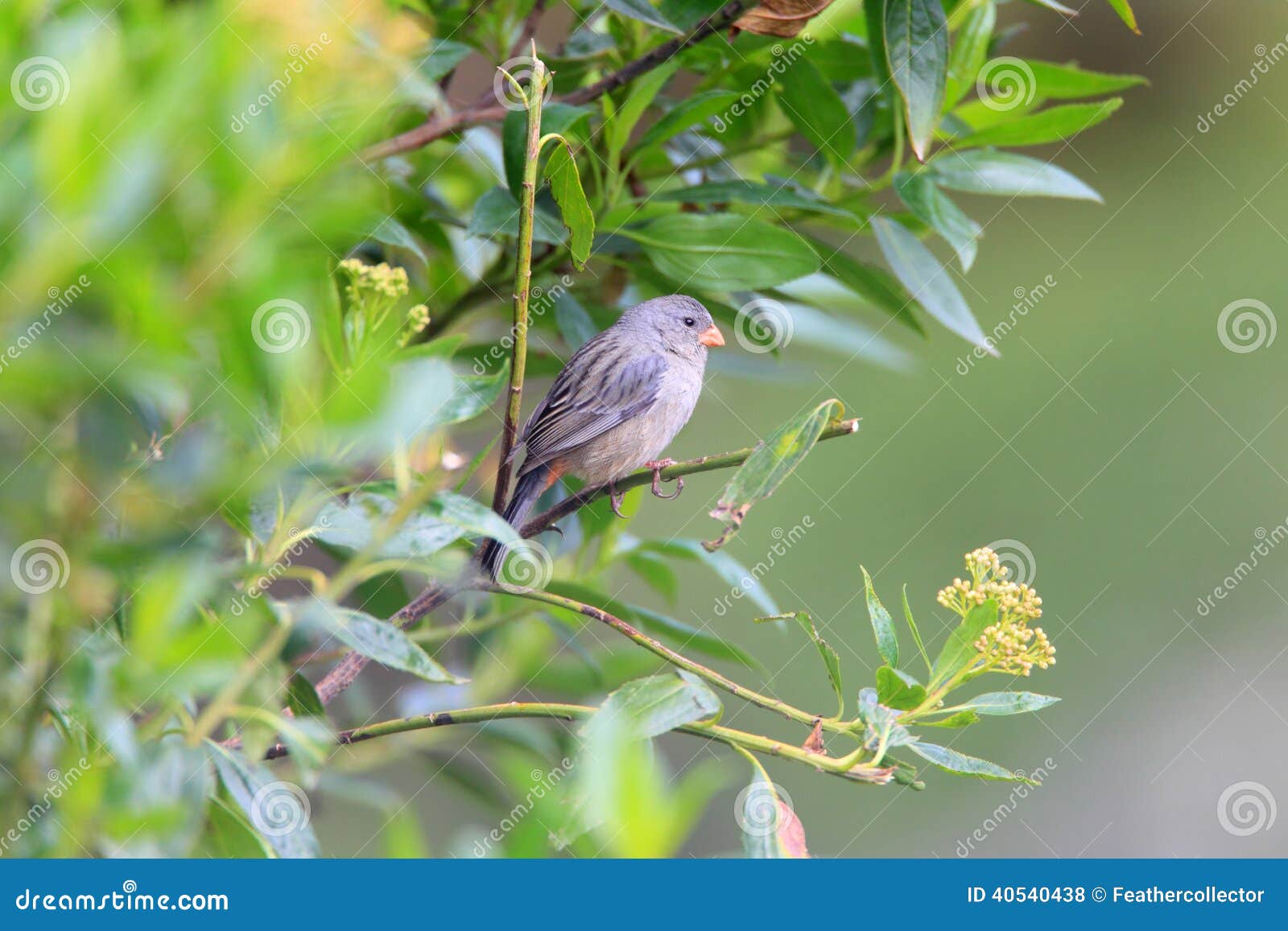 Plain-colored Seedeater stock photo. Image of catamenia - 40540438