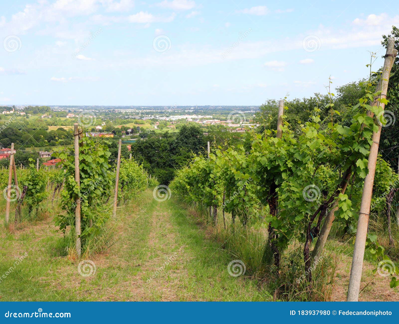 Plain and the Cultivation of Vineyards for Wine Production Stock Photo ...
