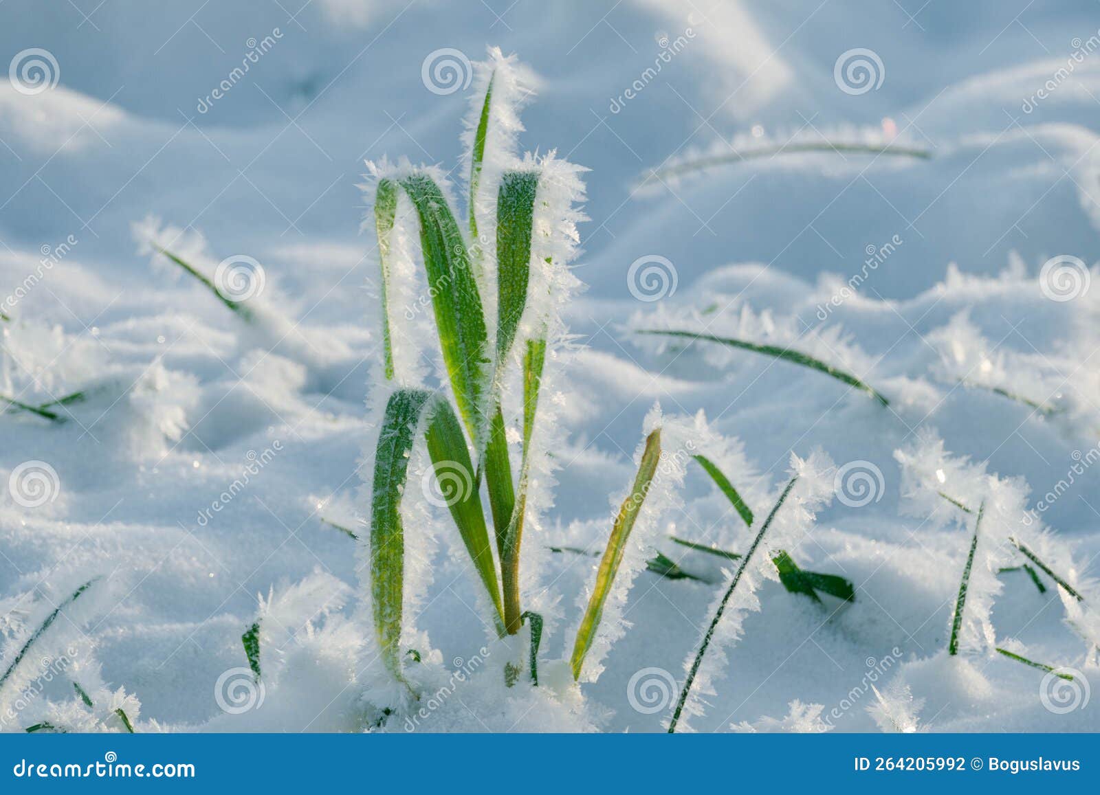 Winter Morning on a Frost-covered Meadow. Stock Photo - Image of ...