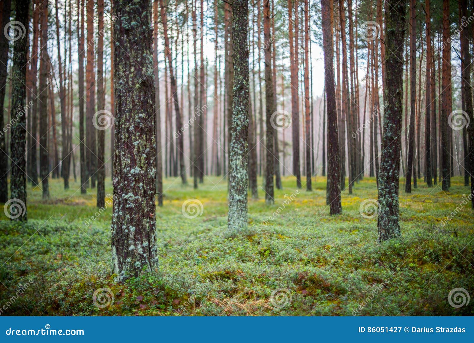 Plain forest view stock image. Image of outdoor, lithuania - 86051427