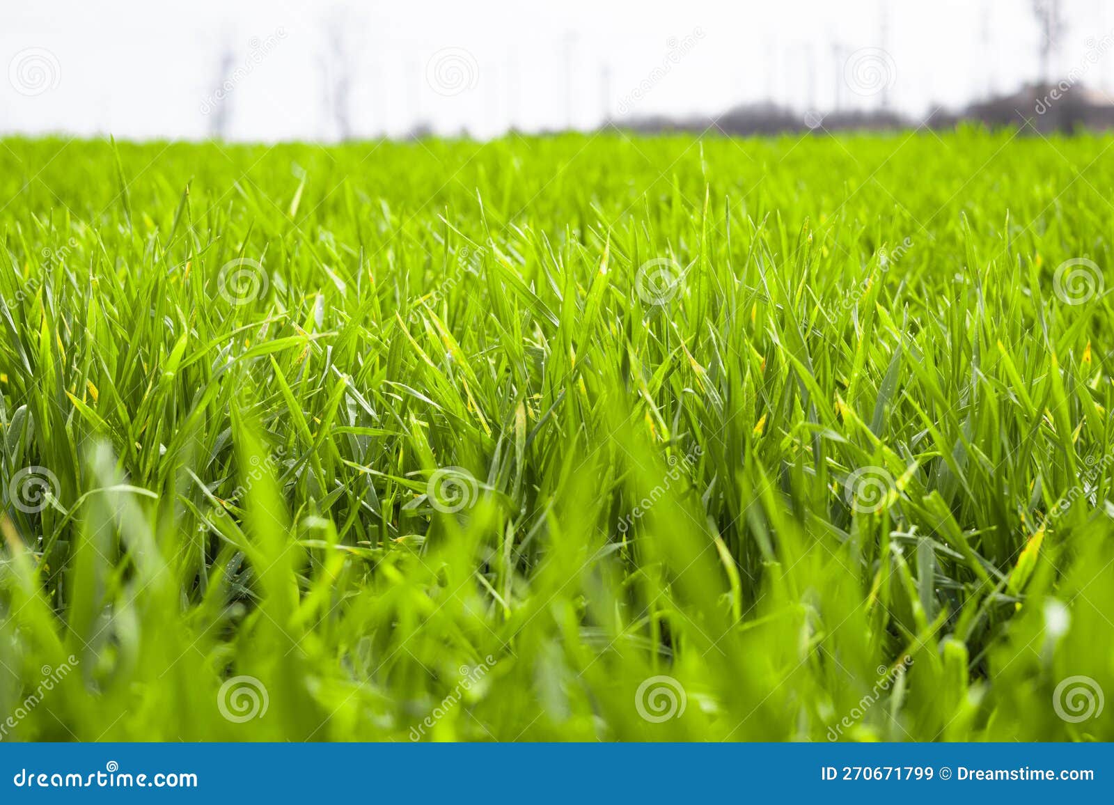 Plain Grass Field in the Spring Stock Image - Image of leaf ...