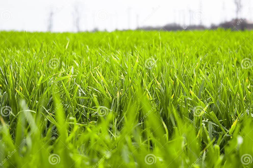 Plain Grass Field in the Spring Stock Image - Image of leaf ...