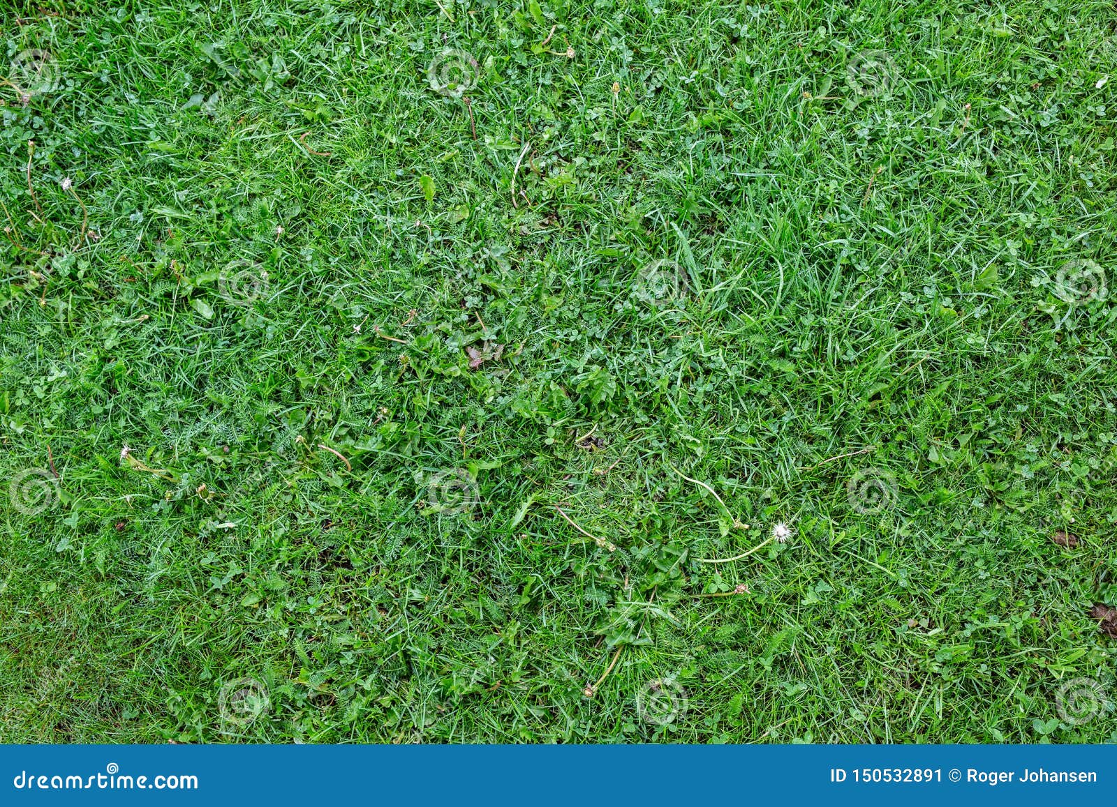 Plain Green Grass Texture Top View Stock Image - Image of greenery ...