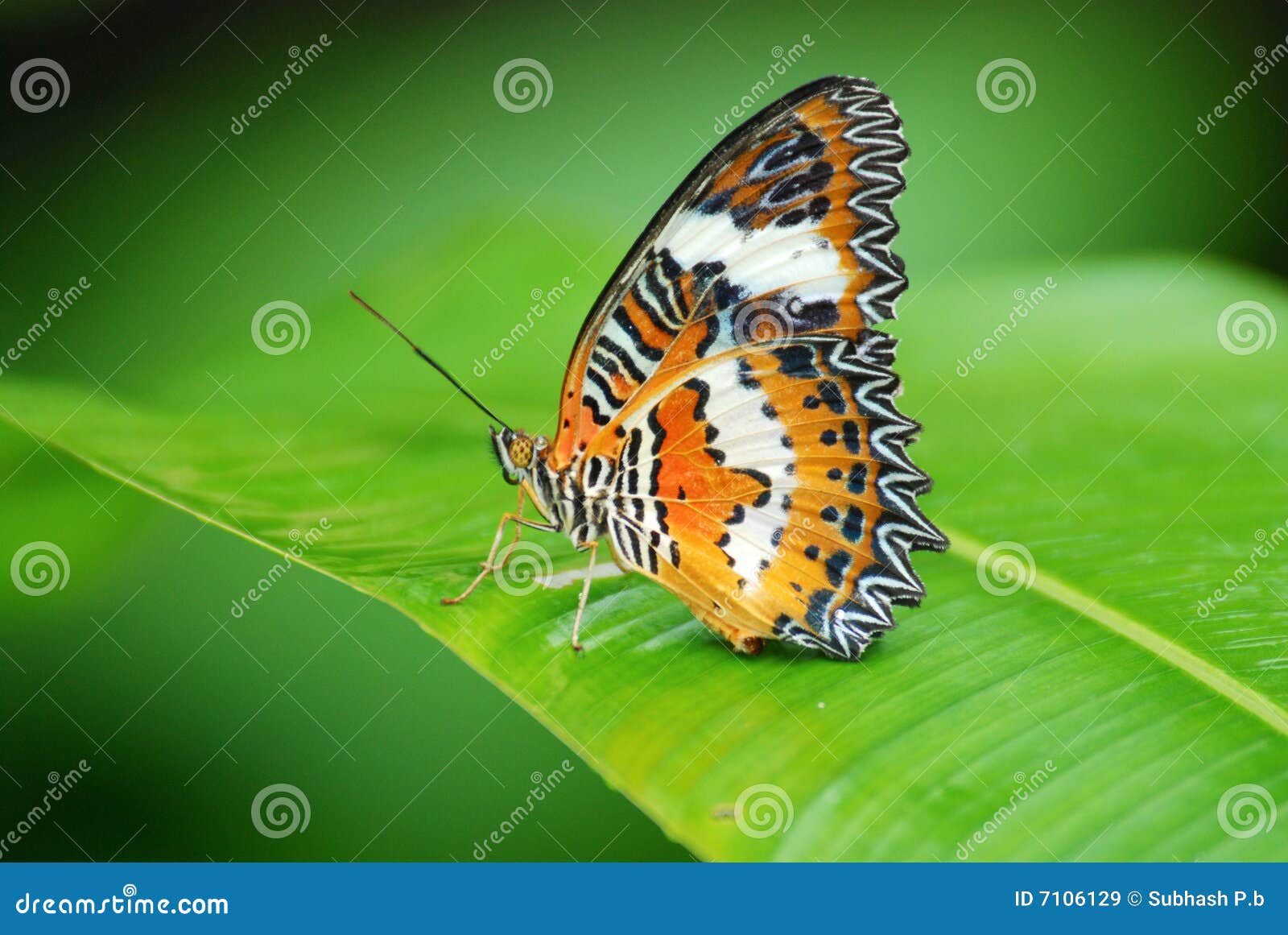 Plain lacewing butterfly stock image. Image of penthesilea - 7106129