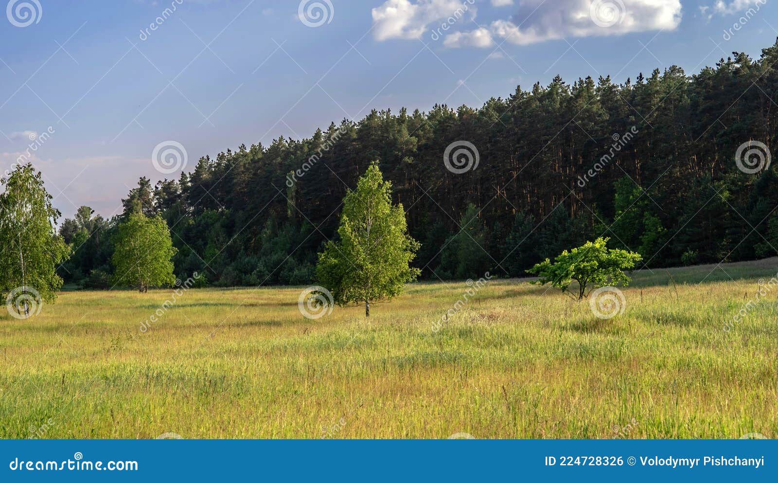 A Plain with Lonely Trees Against the Backdrop of a Pine Forest Stock ...