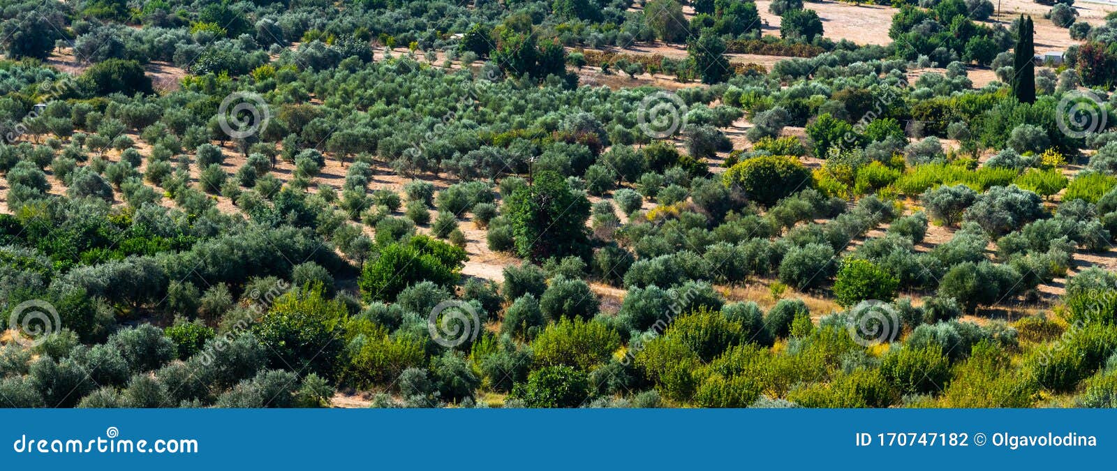 Plain with Olive Trees in Cyprus. Top View Stock Photo - Image of ...