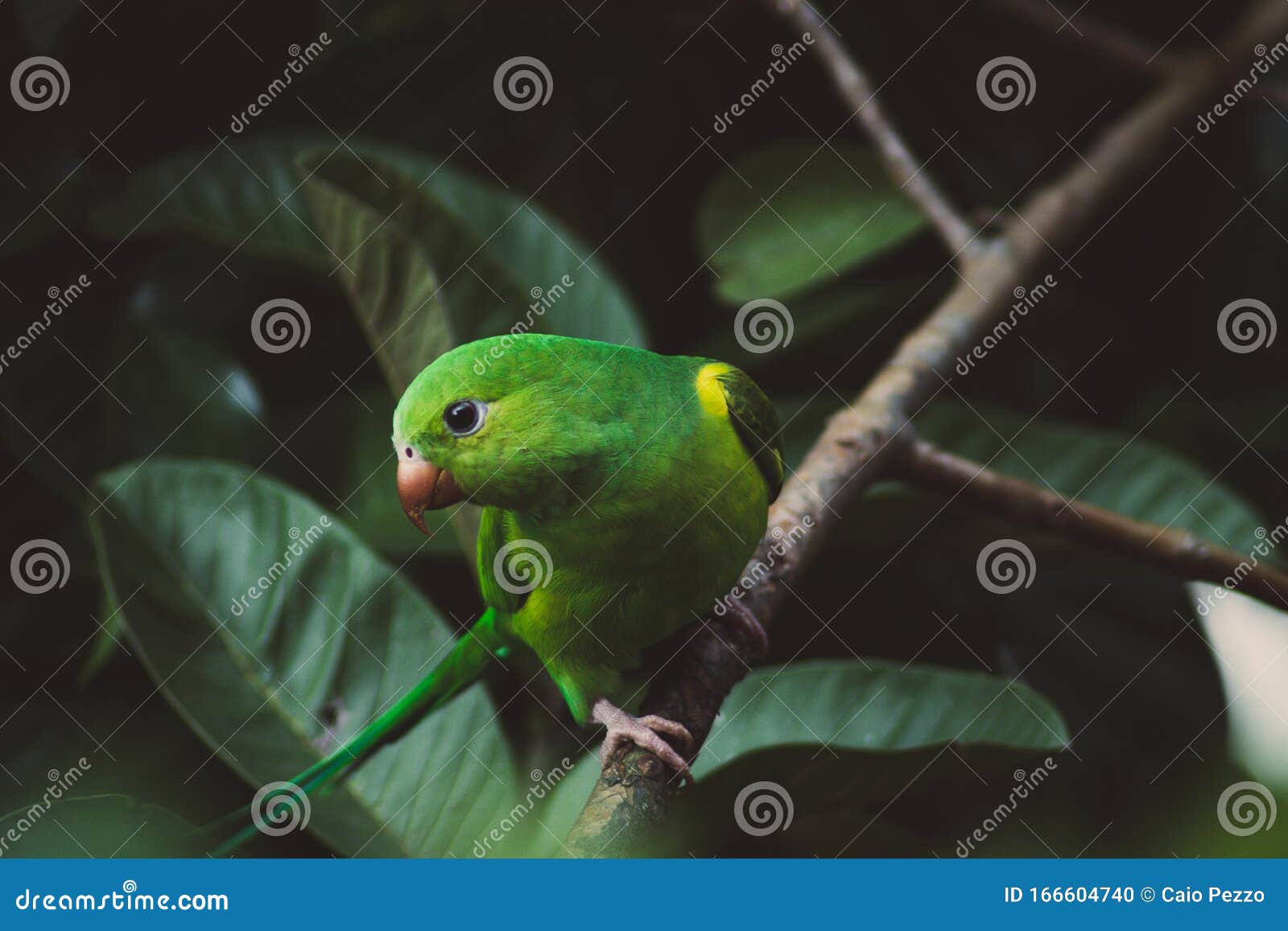 Plain Parakeet`s Beautiful Close Up Stock Photo - Image of closeup ...