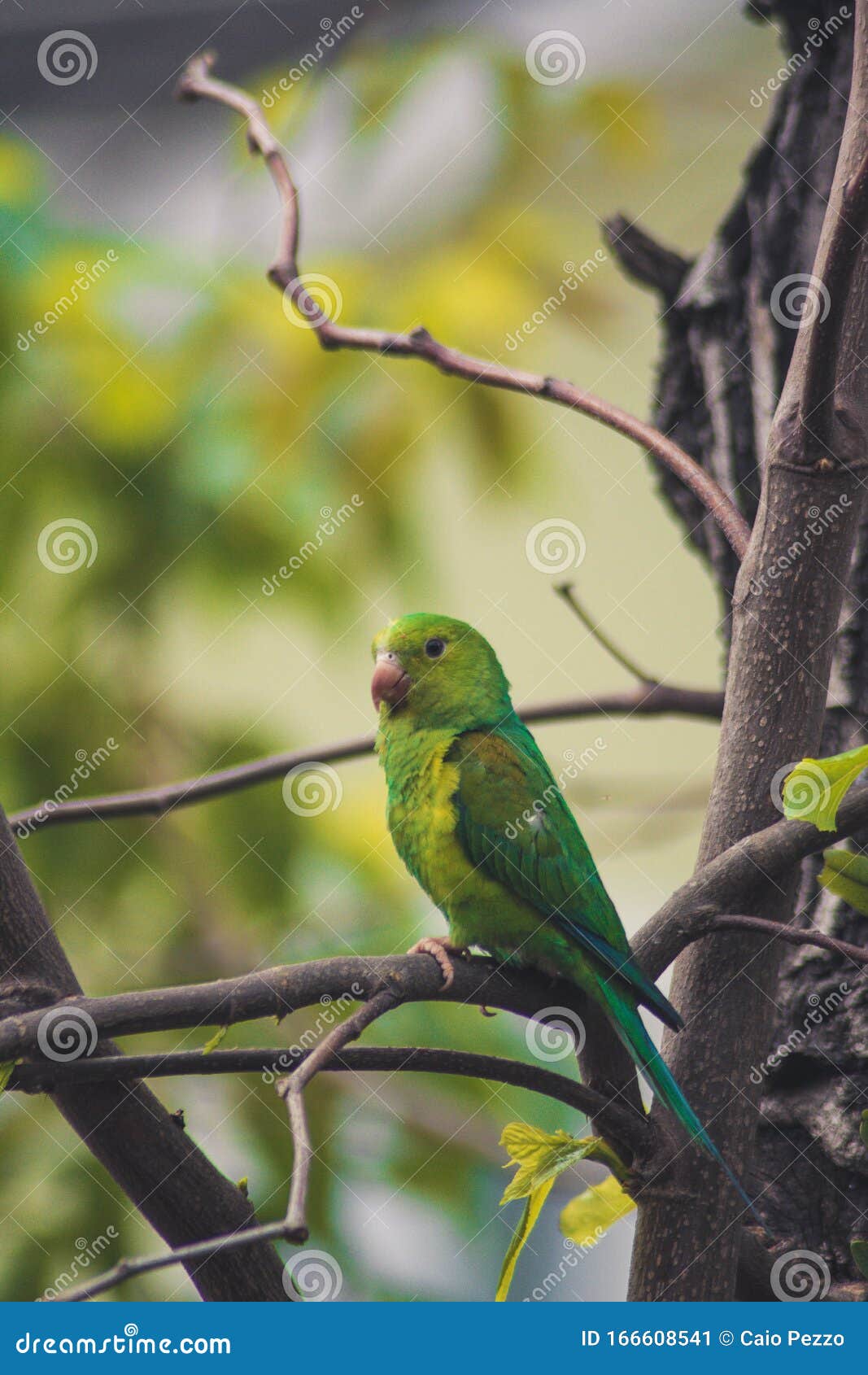 A little Plain Parakeet stock image. Image of brotogeris - 166608541
