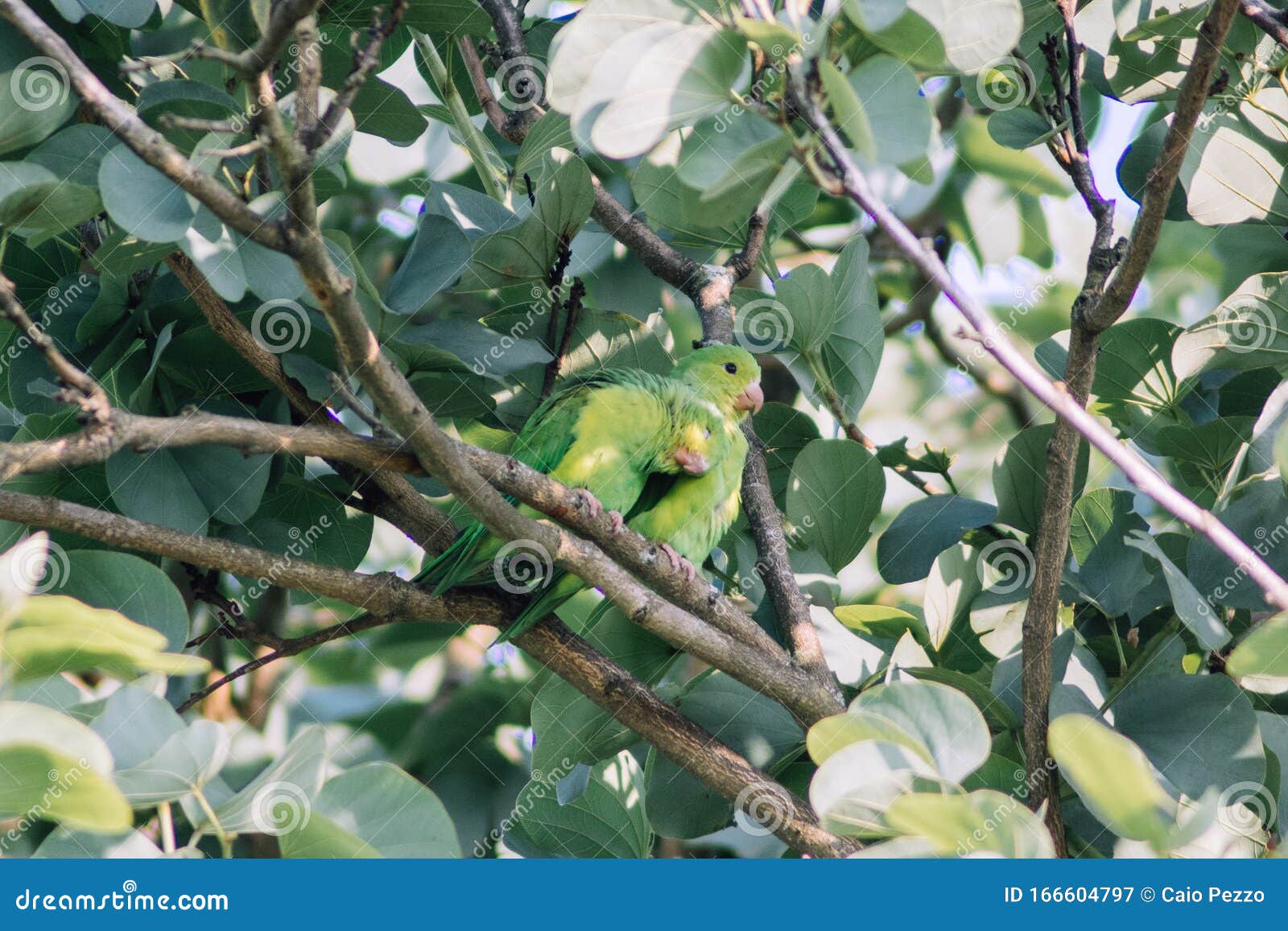 A Couple of Plain Parakeet Couple Stock Image - Image of outside, green ...