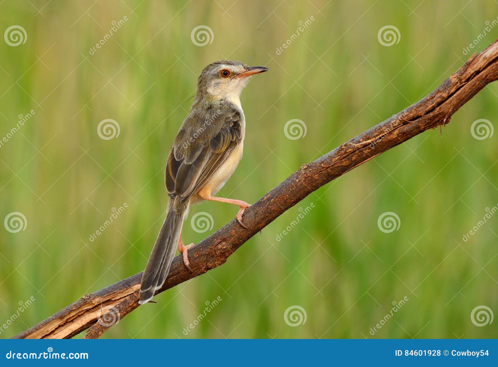 Plain prina stock photo. Image of rainforest, asian, animal - 84601928