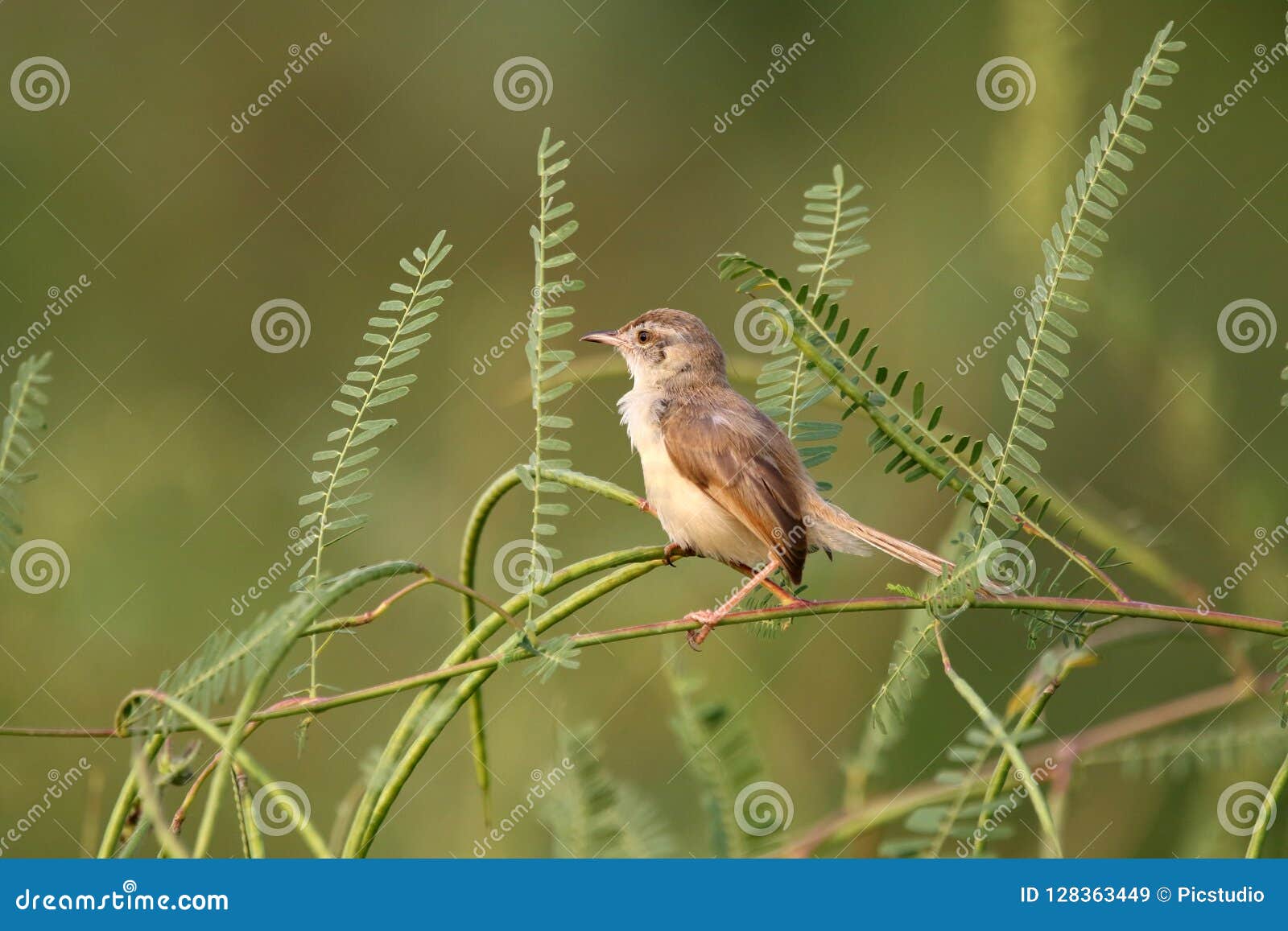 Plain prinia stock image. Image of indian, prinia, shot - 128363449