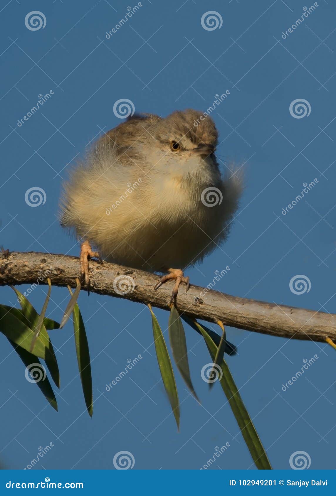 Plain prinia bird stock image. Image of outdoor, green - 102949201