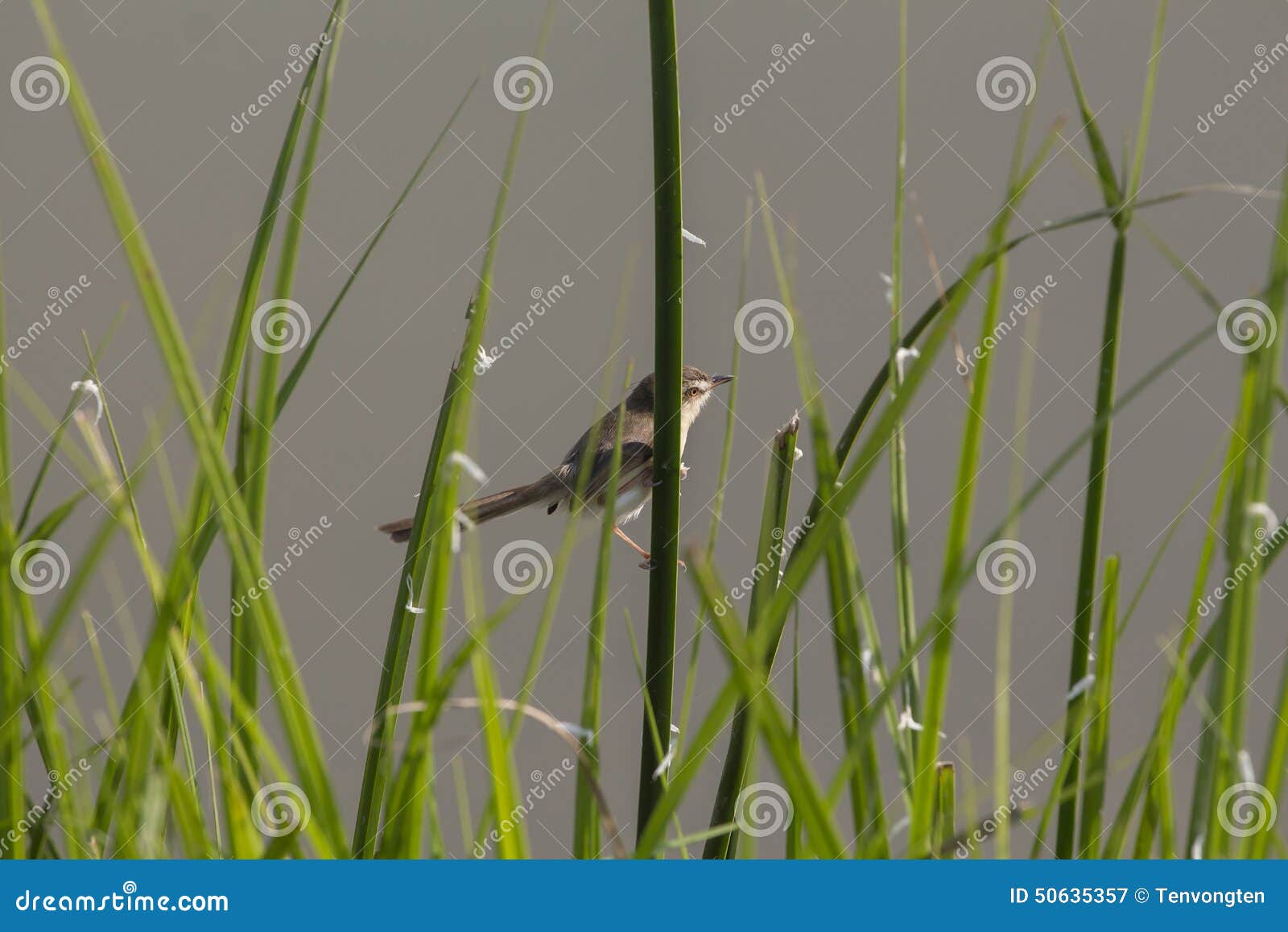 Plain Prinia stock image. Image of male, child, browed - 50635357
