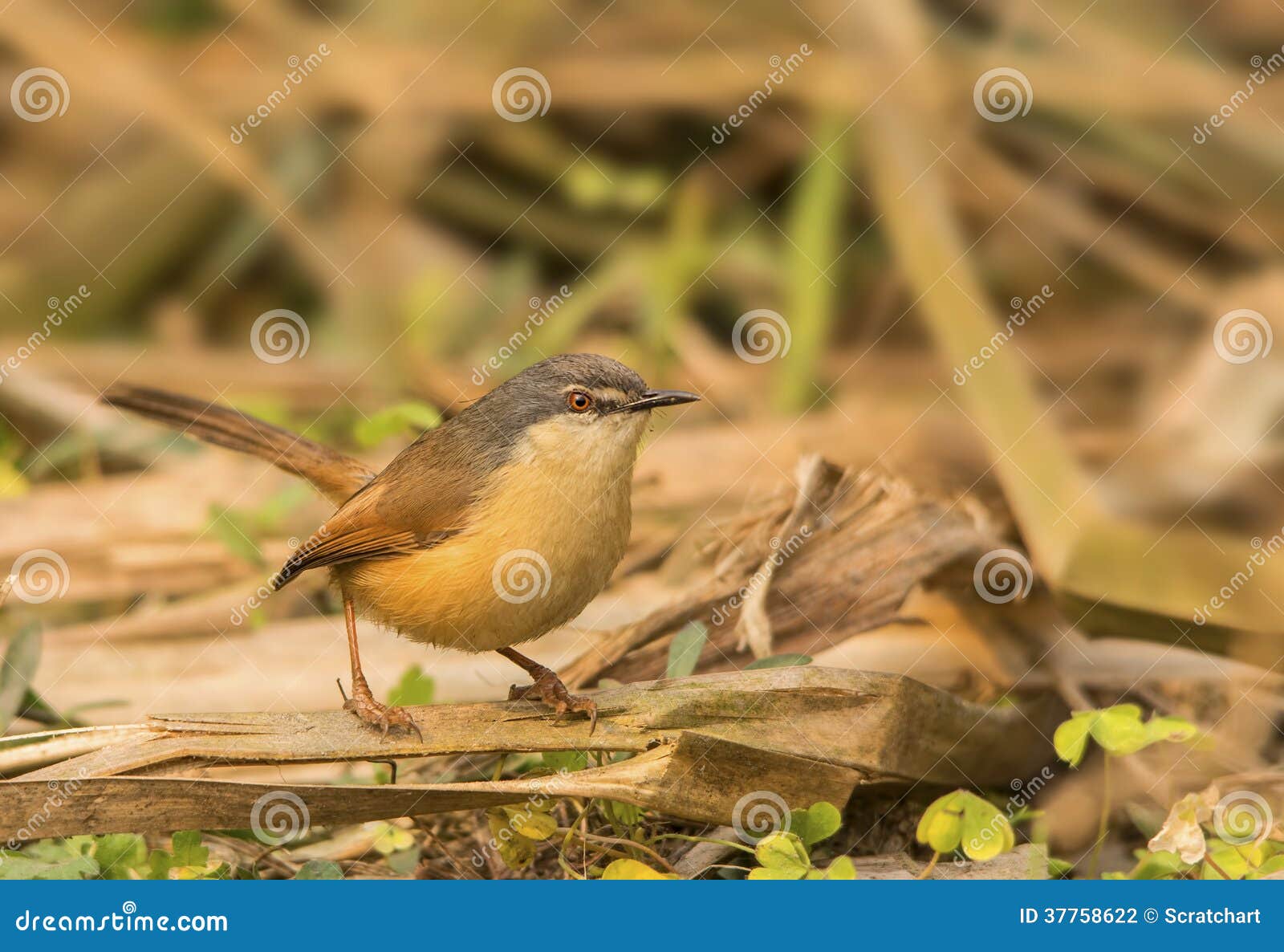 Plain Prinia (Prinia Inornata) Stock Photo - Image of plain, beauty ...