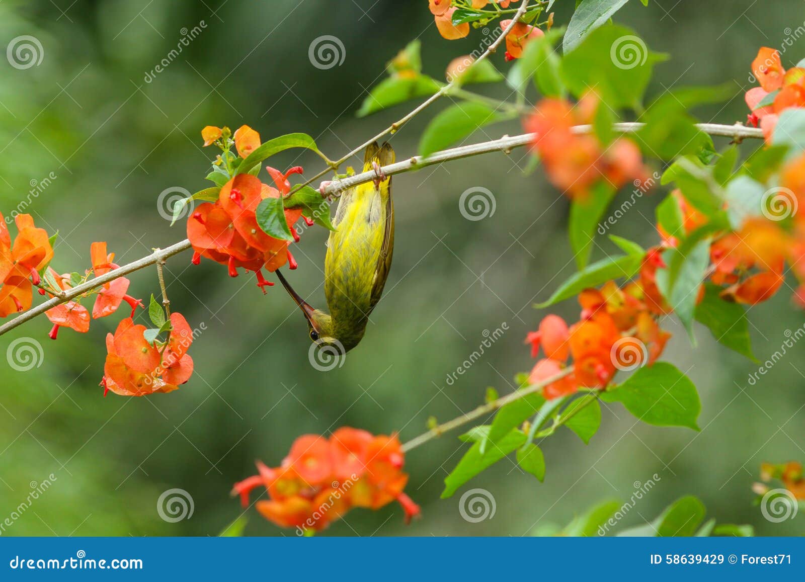 Plain Sunbird(Anthreptes Simplex) with the Flower in Nature Stock Image ...