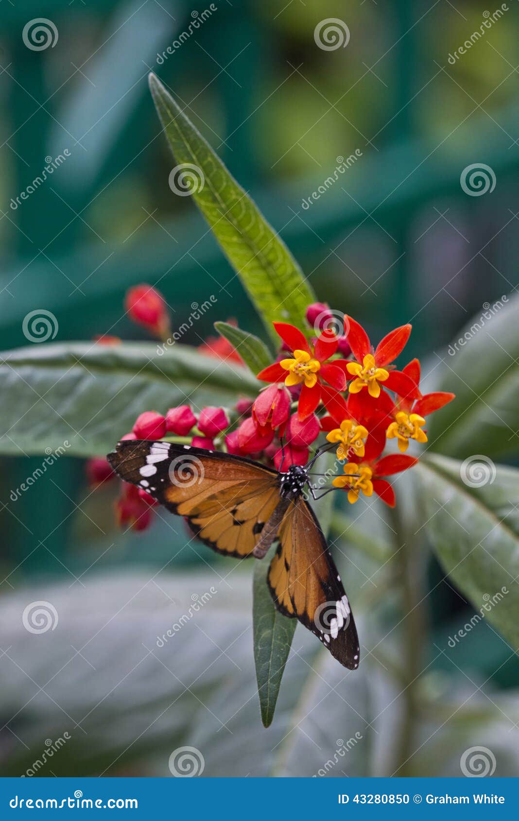 Plain Tiger or African Monarch, Danaus Chrysippus Stock Photo - Image ...