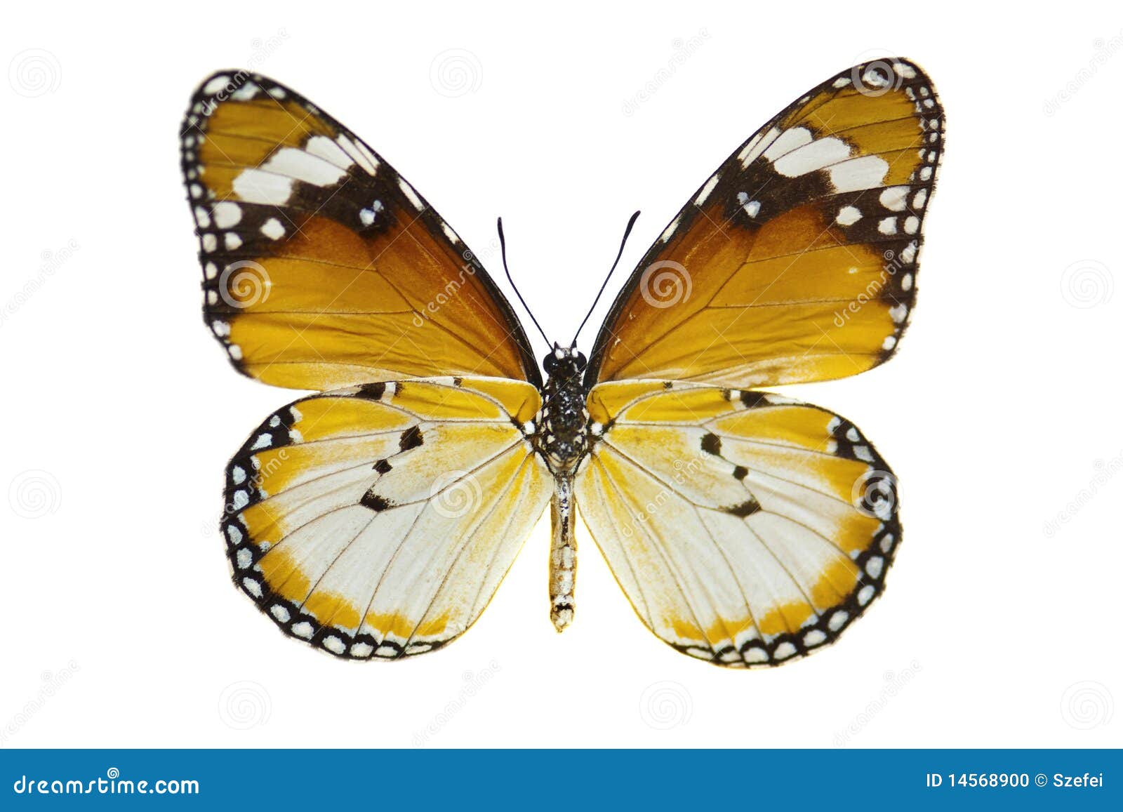 Plain Tiger Butterfly stock photo. Image of color, fragility - 14568900