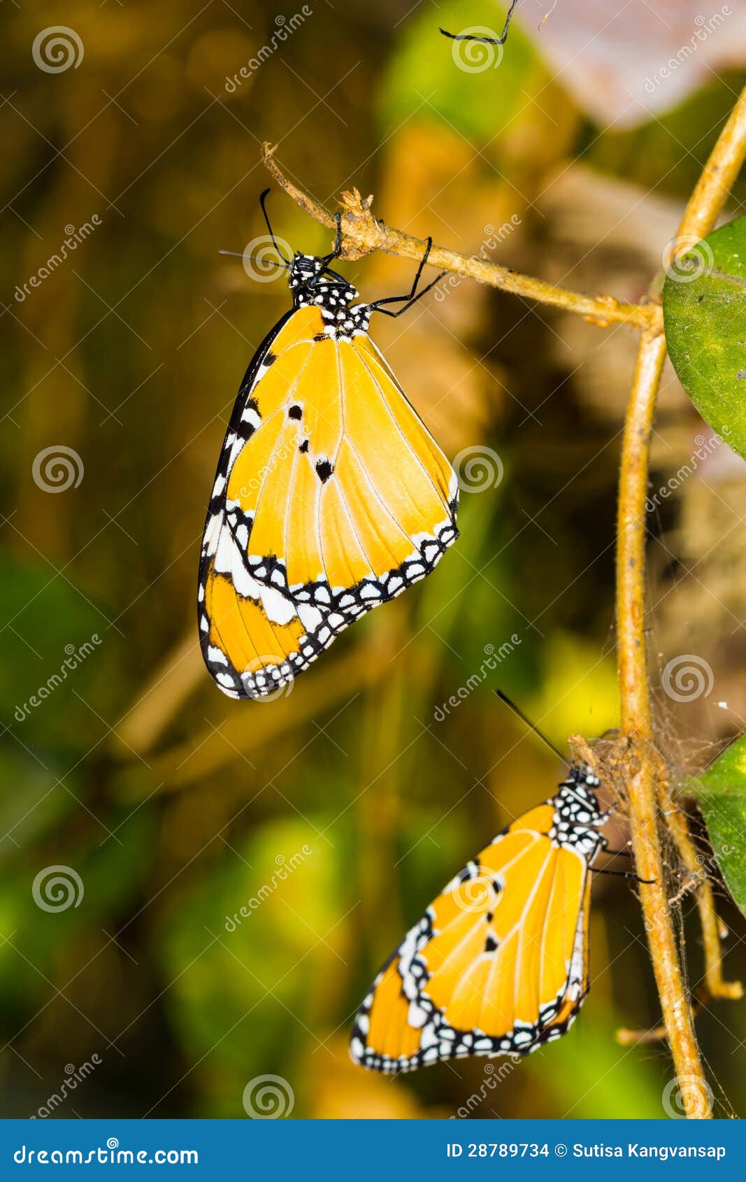 Plain tiger butterfly stock photo. Image of colorful - 28789734